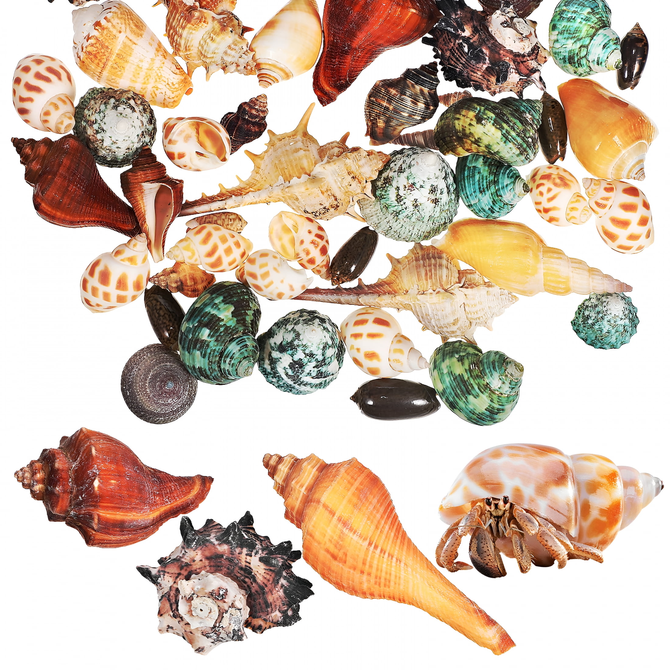 LAMIRO 1 Set Hermit Crab Shells Sea Shells Small Hermit Crab Shells ...