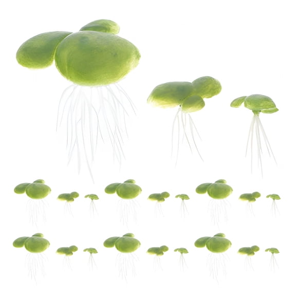 Duckweed Plant