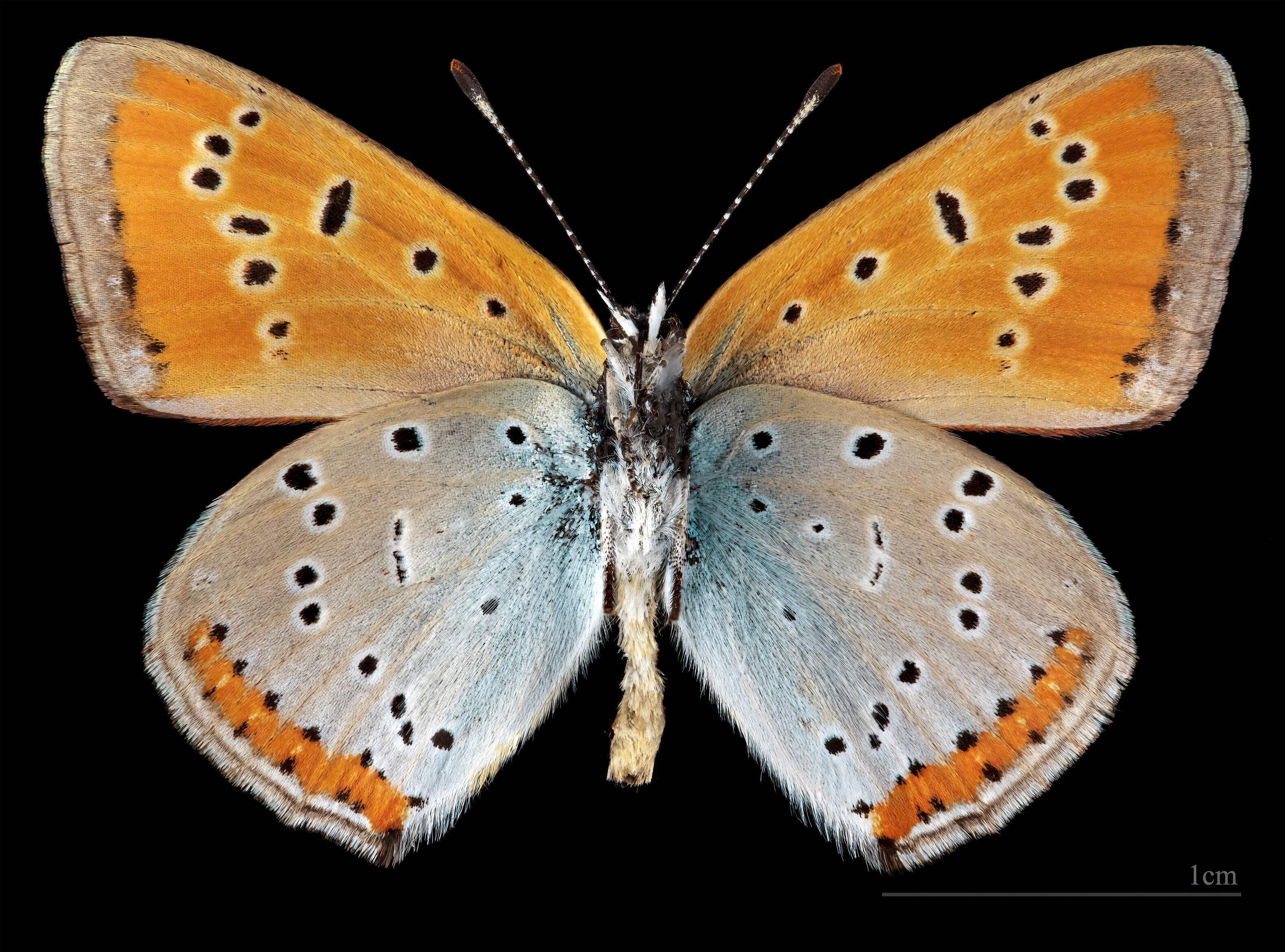 Large Copper Butterfly Insect Glossy Poster Picture Photo Print Banner ...