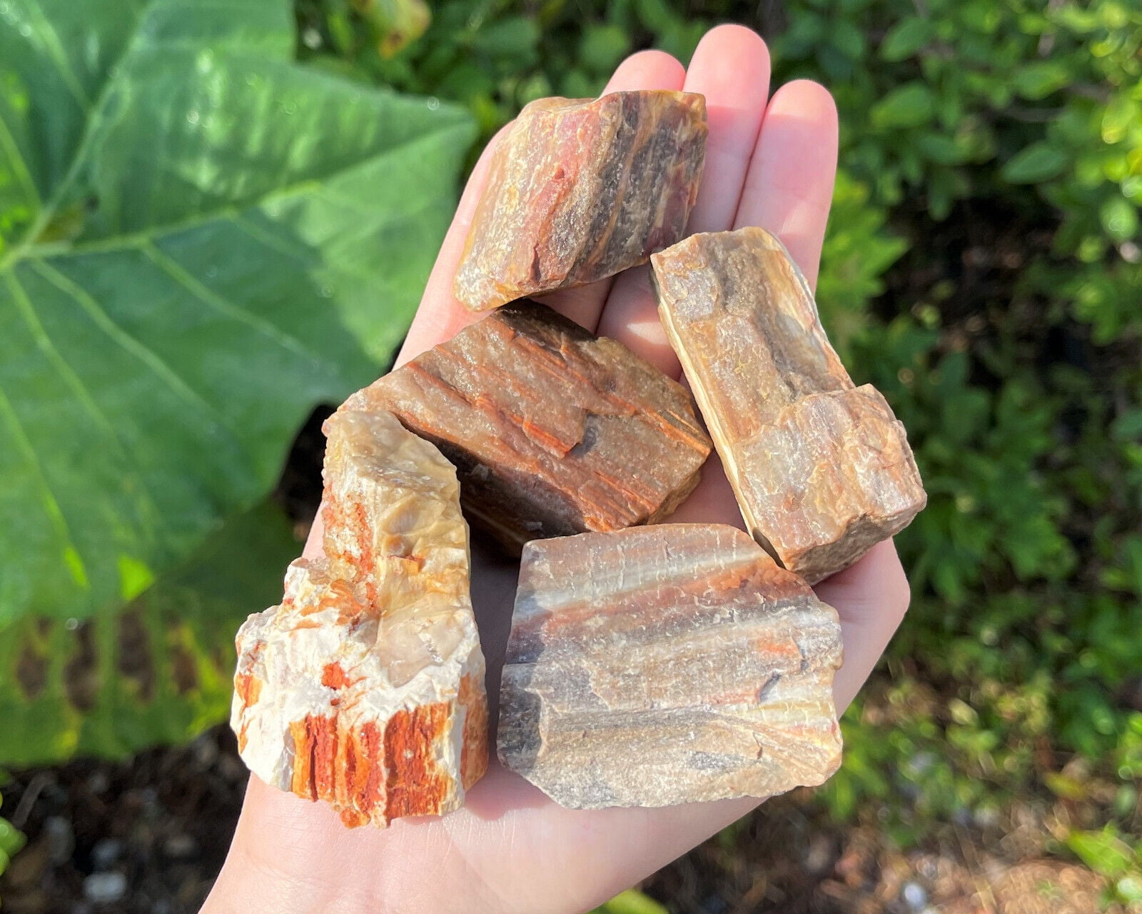 Petrified Wood Stone