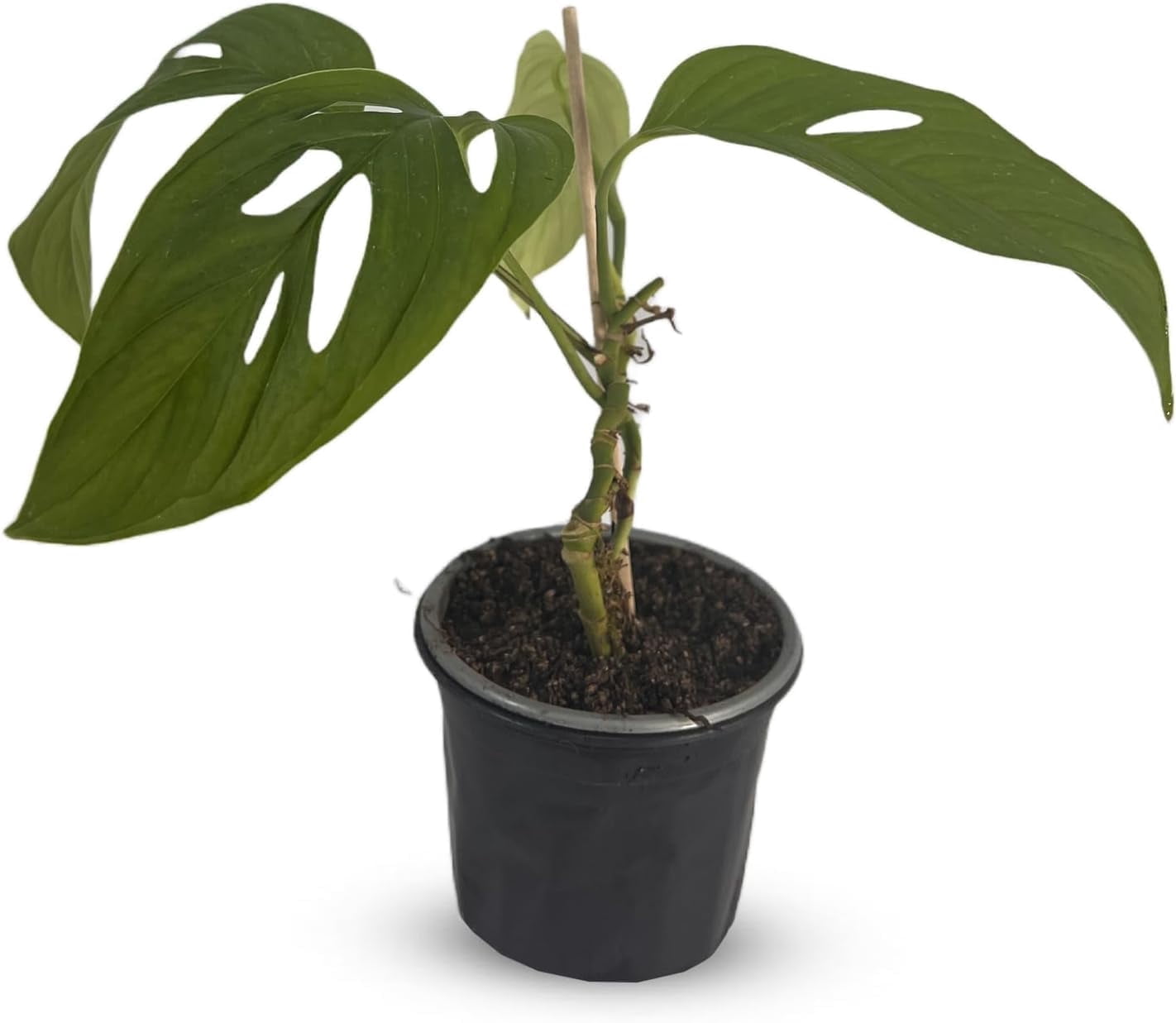 LEAL PLANTS ECUADOR 12 cm Monstera Los Puentes Live Plant in Pot ...