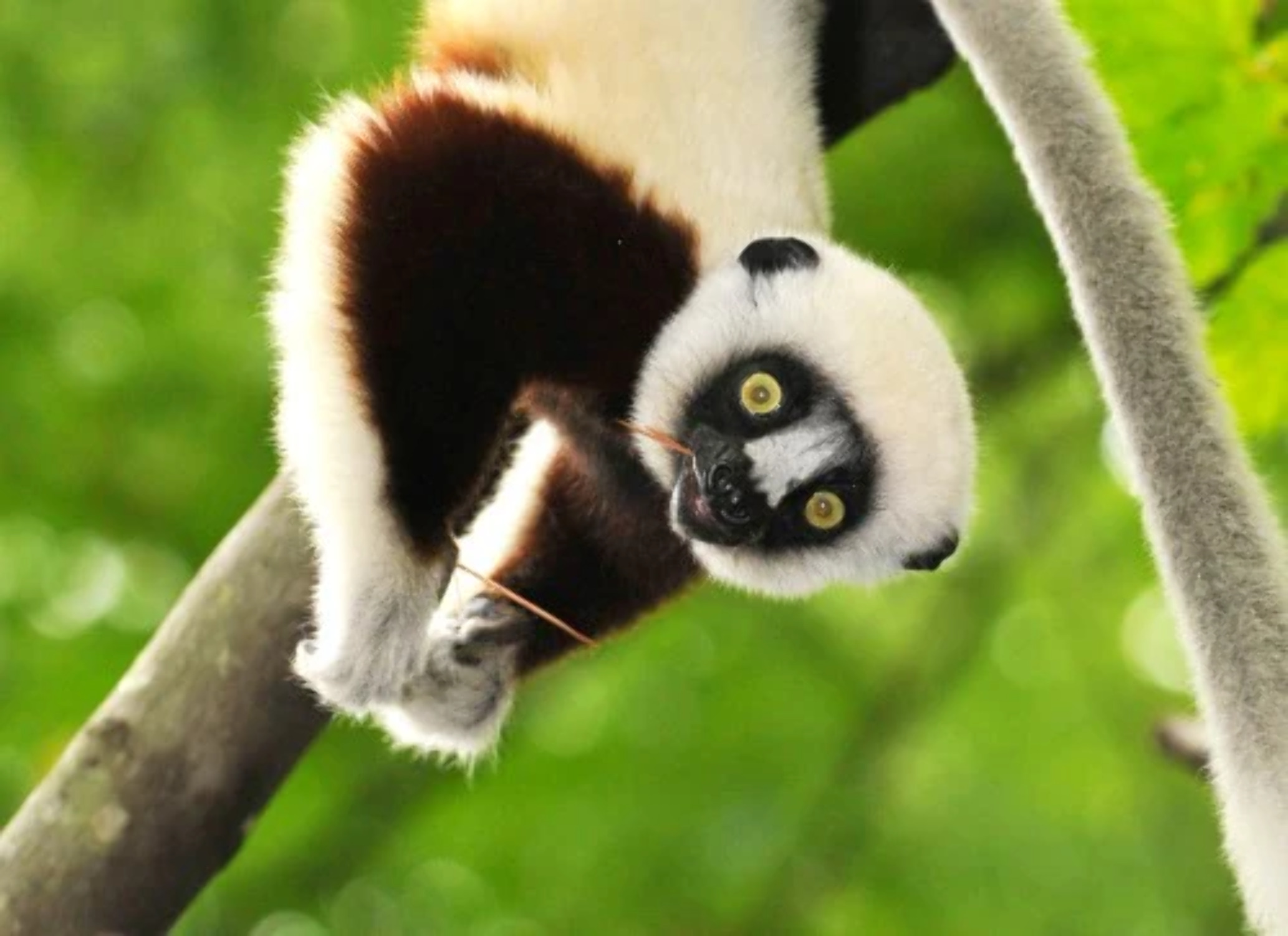LEMUR GLOSSY POSTER PICTURE PHOTO BANNER madagascar primates eyes ...