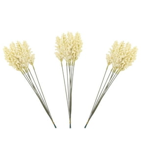 Corn Stalks