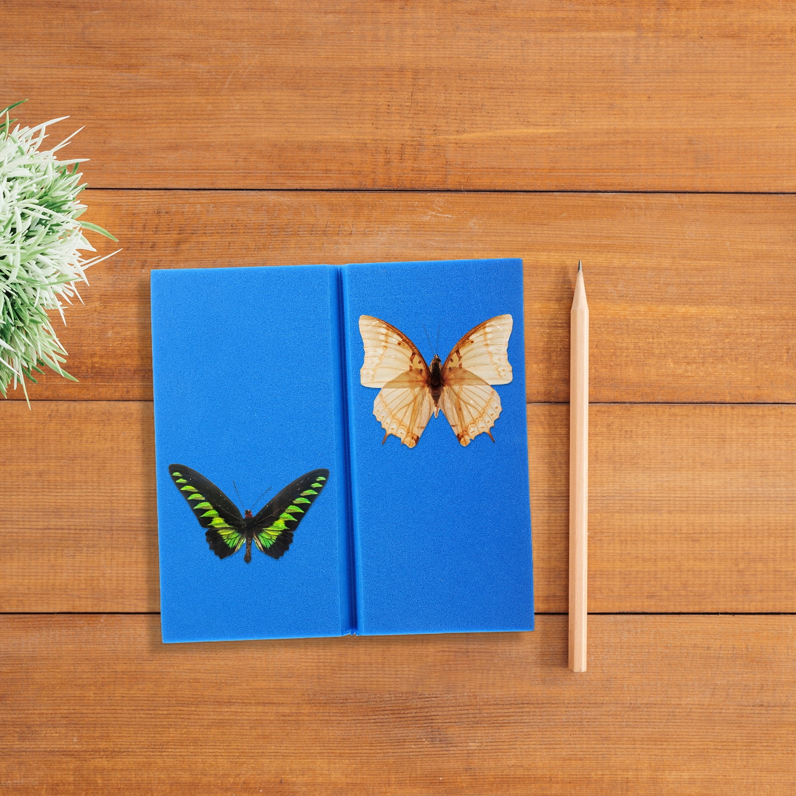 HEMOTON Blue EVA Foam Insect Pinning Board for Specimen Display ...