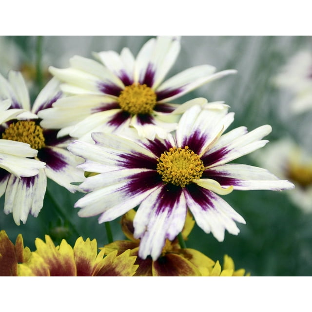 LI'L BANG™ Starlight Coreopsis Tickseed Perennial Plant - Gallon Pot ...