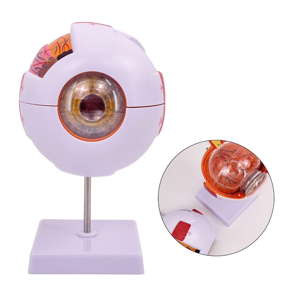 LIANXUE 6X Eyeball Model for Hospital Lab, Human Eye Anatomy Model ...