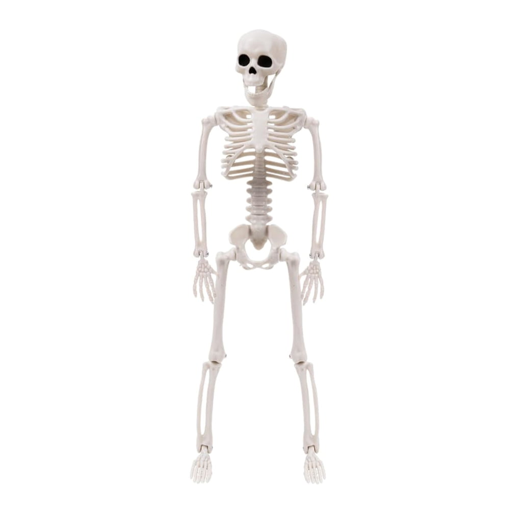 LIANXUE Skeleton Set Full Body Skeleton with Moveable Joints for Party ...