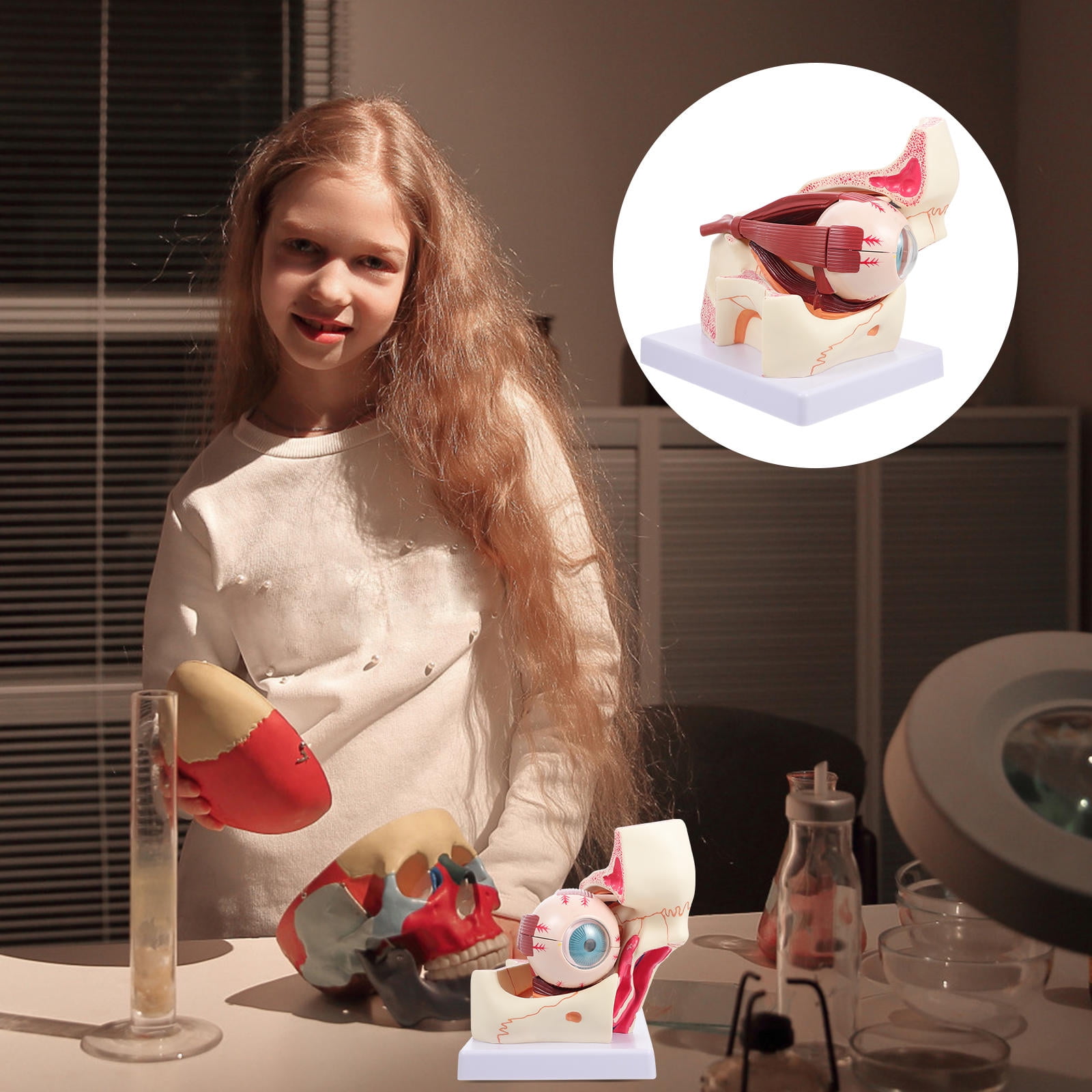 LIFKOME Eyeball And Eye Socket Anatomical Model Assorted Color For ...