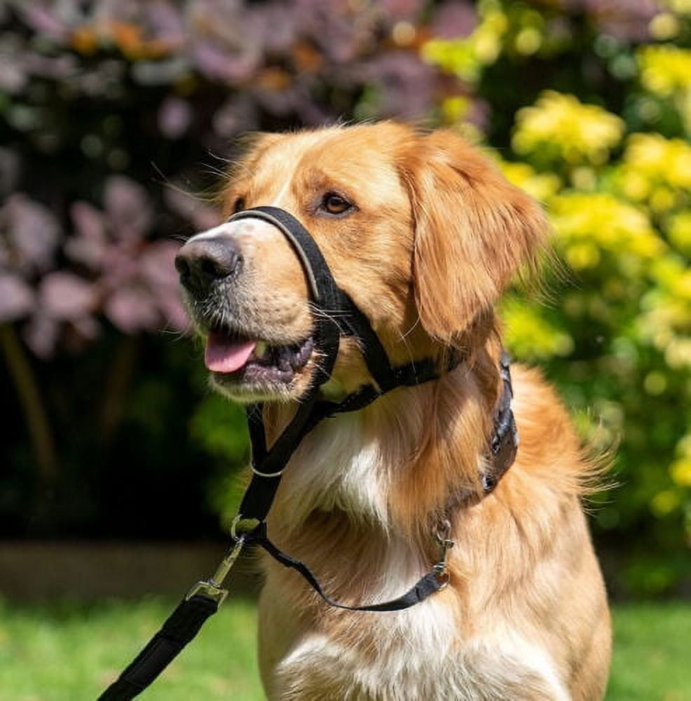 LILIANG Adjustable Dog Head Collar, No Pull Head Halter for Dog Training - Walmart.com