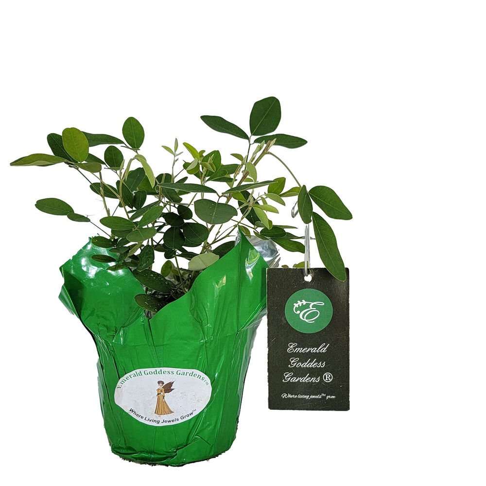 LITTLE VOLCANO Bush Clover Lespedeza Hardy Cascade Bloom Pink Pea Shape ...