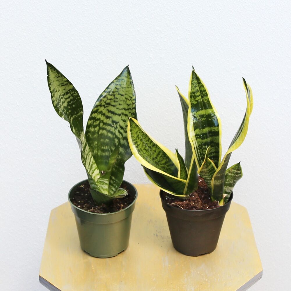 LIVE Combo Sansevieria Snake Plant, Succulent houseplants in 4" growers ...
