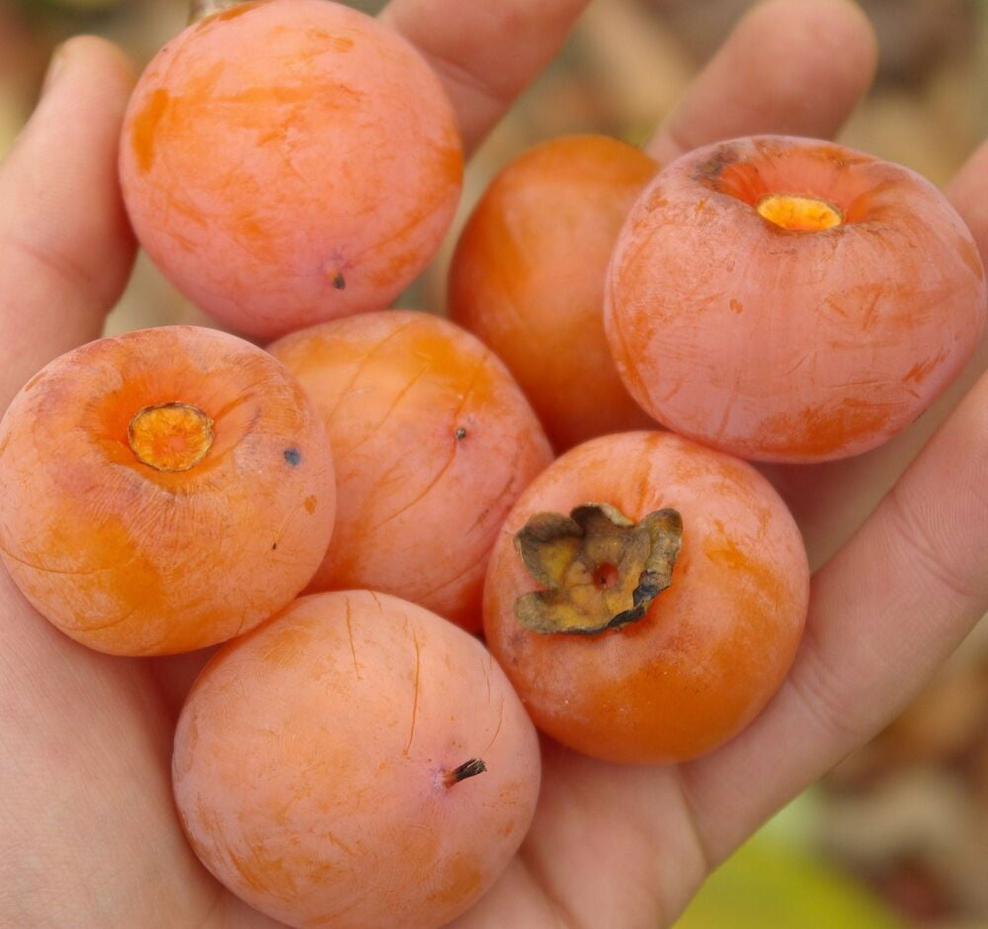 LIVE PLANTS AMERICAN PERSIMMON TREE 1' ft SAPLING SEEDLING DIOSPYROS ...