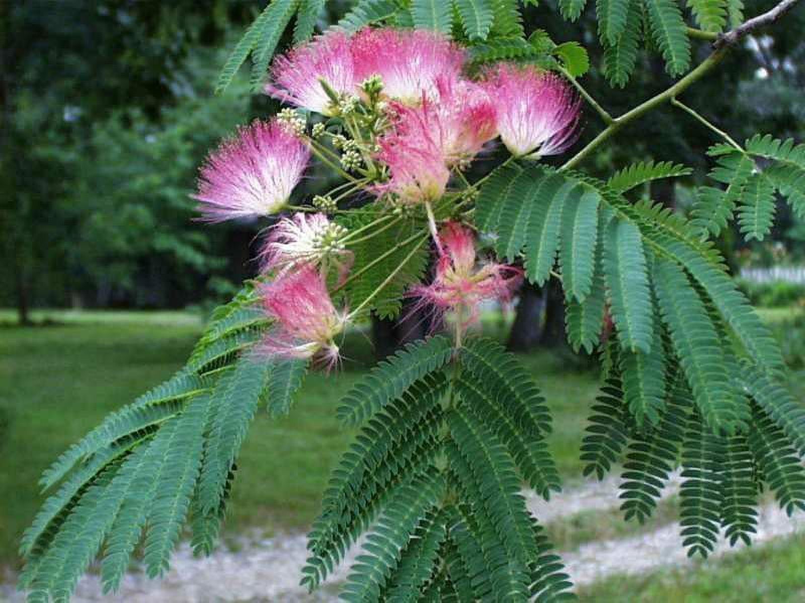 LIVE PLANTS SILK MIMOSA TREES 1'- 2' SEEDLINGS FRAGRANT PINK FLOWERING ...