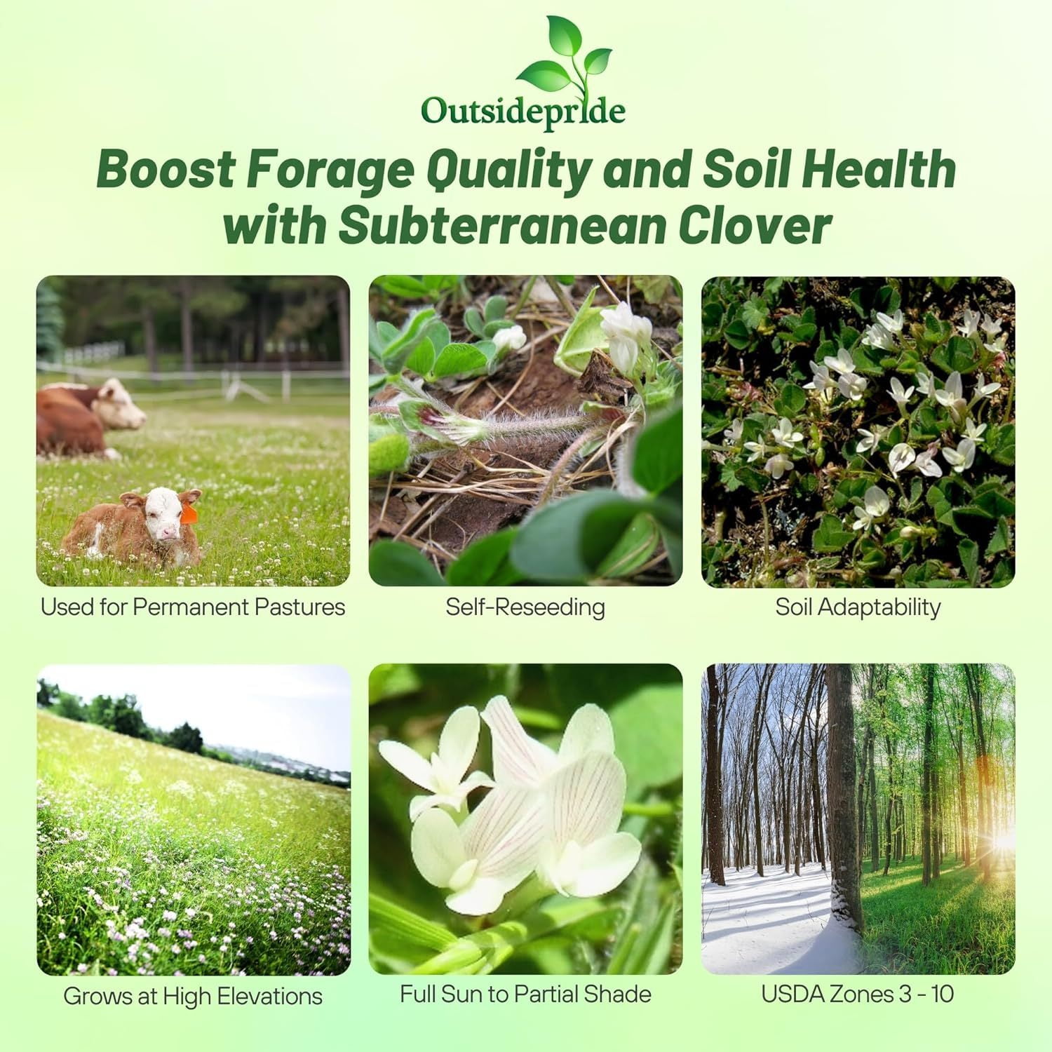 LJUP Annual Subterranean Clover Seeds for Lawn - 10 lbs. Cold Hardy ...