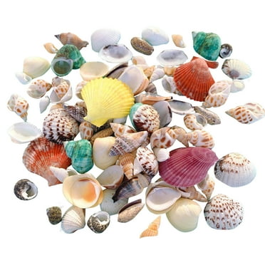 chdqwer 800 Pieces Tiny Sea Shells Small Natural Starfish Mixed Ocean ...