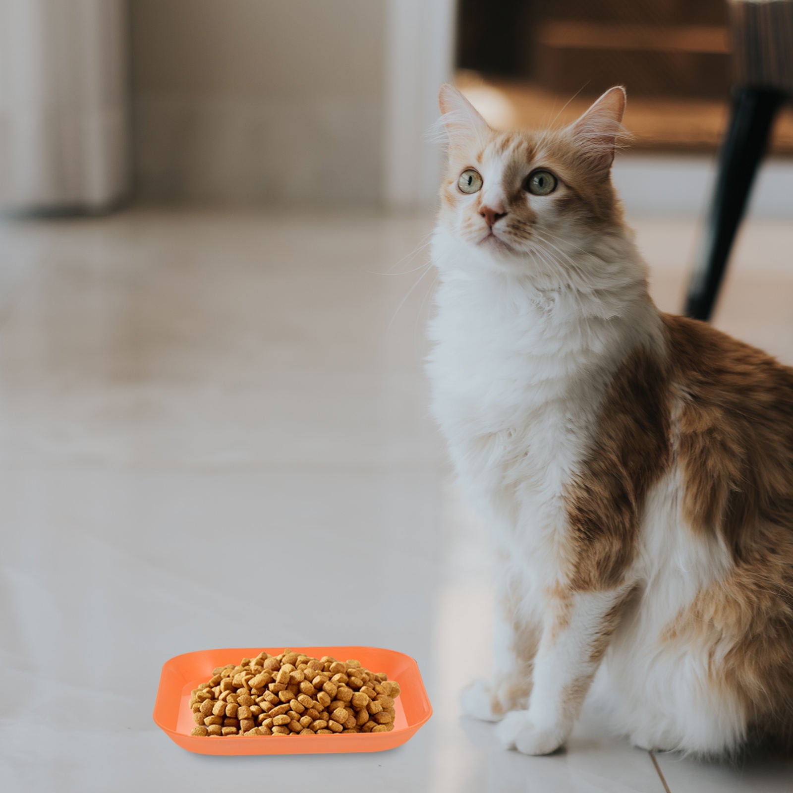 LOLIPPYY 1 Set of Shallow Cat Dishes for Food PP for Small Pets ...