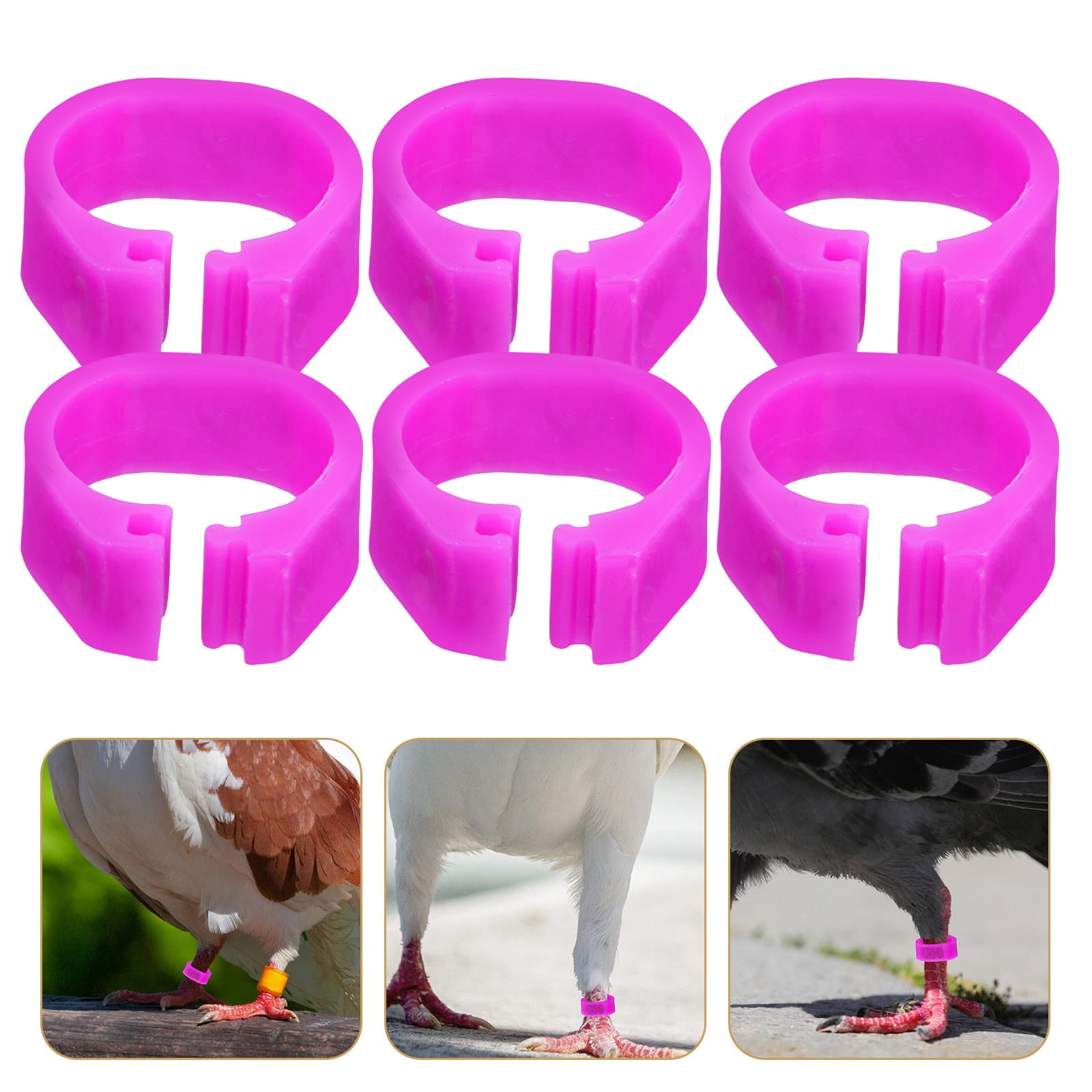 LOLIPPYY 100Pcs Reusable Purple Plastic Poultry Leg Bands Numbered for ...