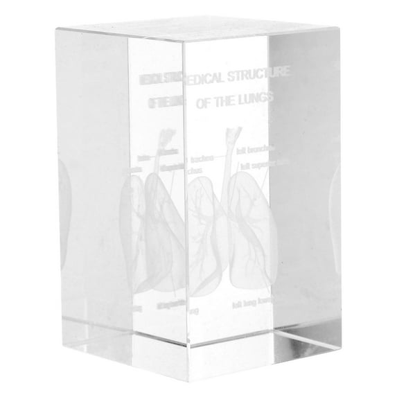 LOLIPPYY Anatomy Model Crystal Human Lung Paperweight Transparent ...