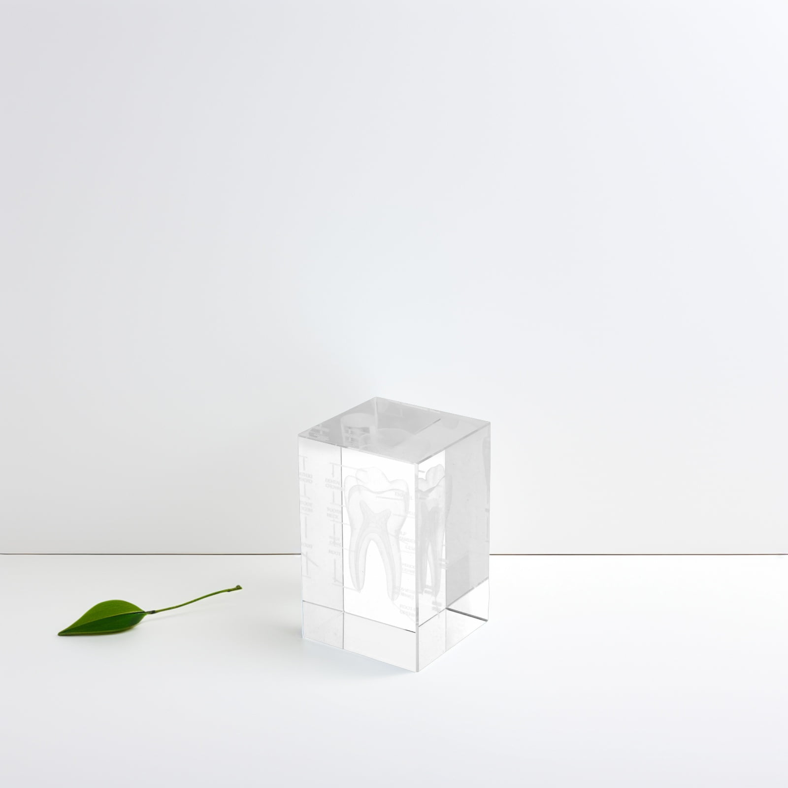 LOLIPPYY Crystal Human Tooth Anatomy Model Glass Cube 3D Anatomical ...
