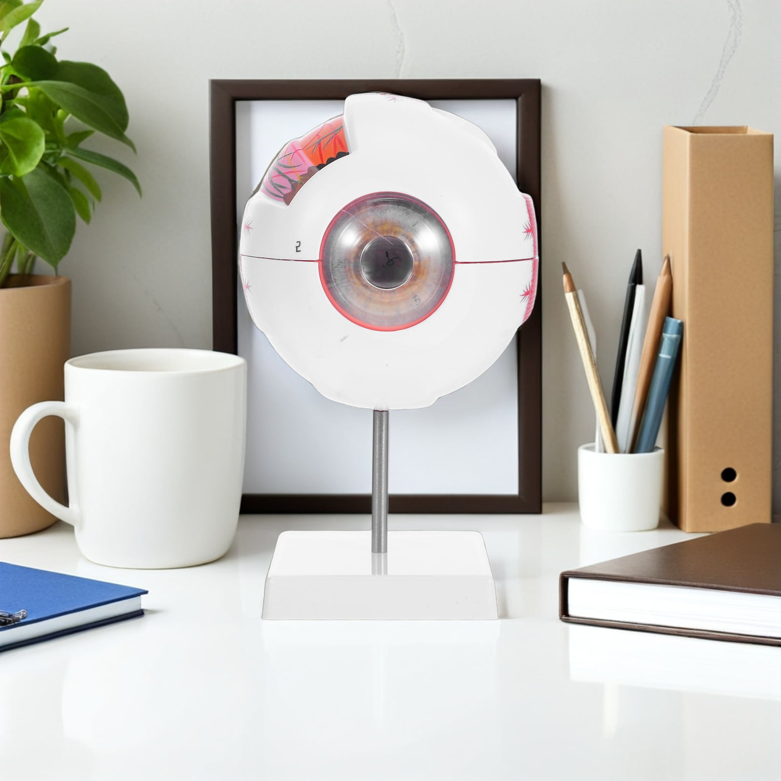 LOLIPPYY Detachable Human Eye Model with Numbered Labels for Biology ...