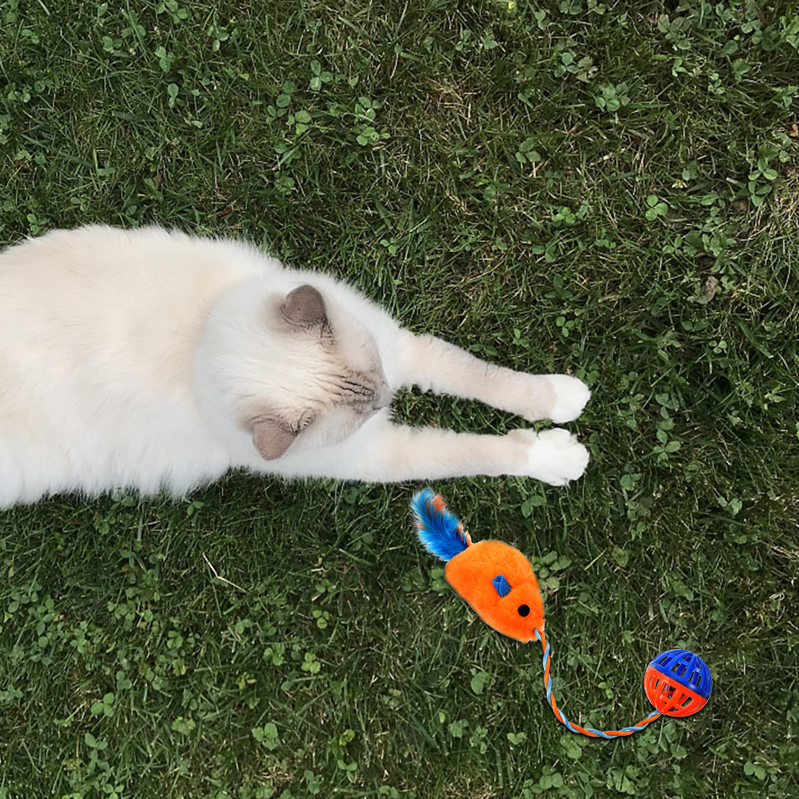 LOLIPPYY Funny Cat Toys Assorted Color Plastic Bell Toy For Cat Owners ...