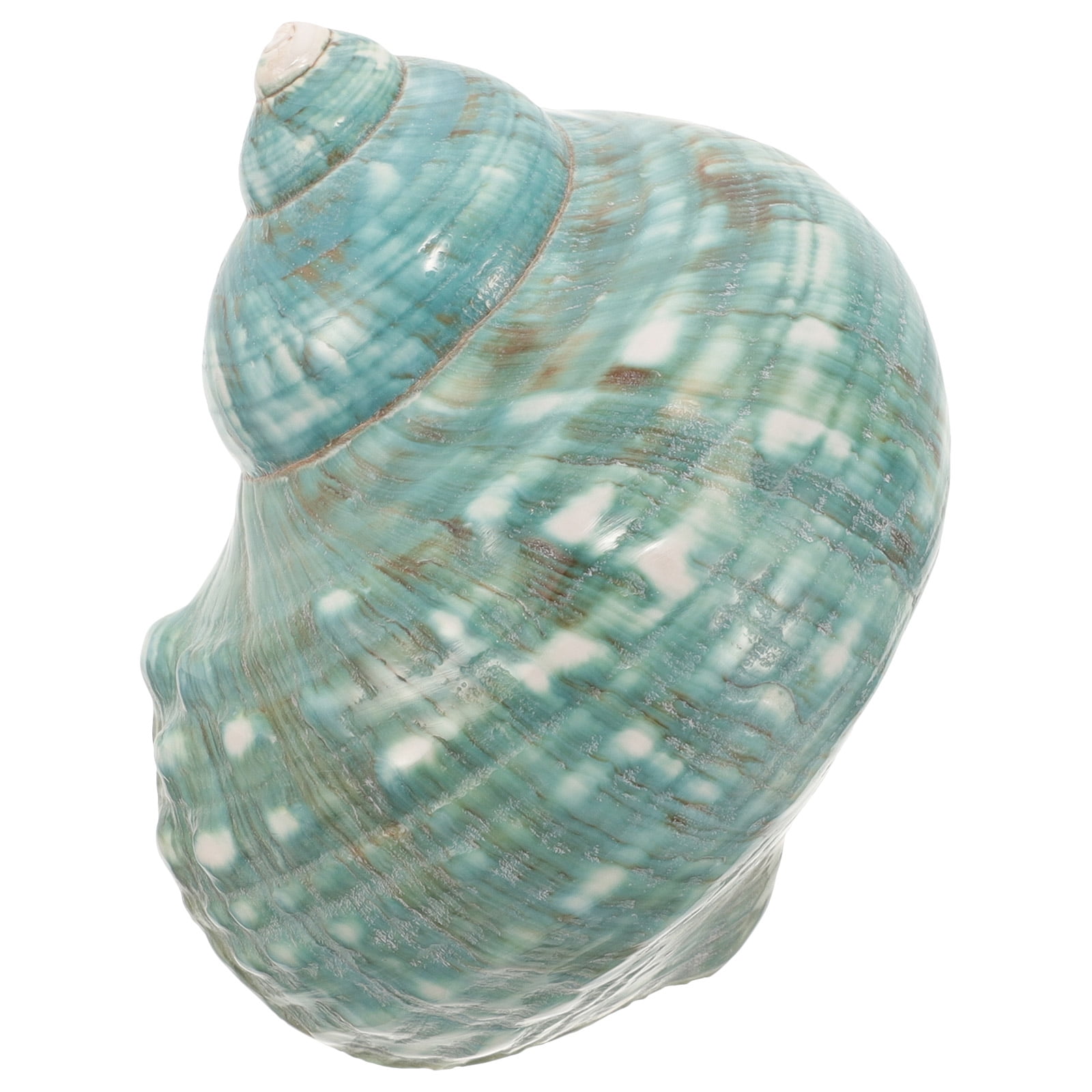 LOLIPPYY Natural Dark Green Conch Shell Craft for Aquarium Landscape ...