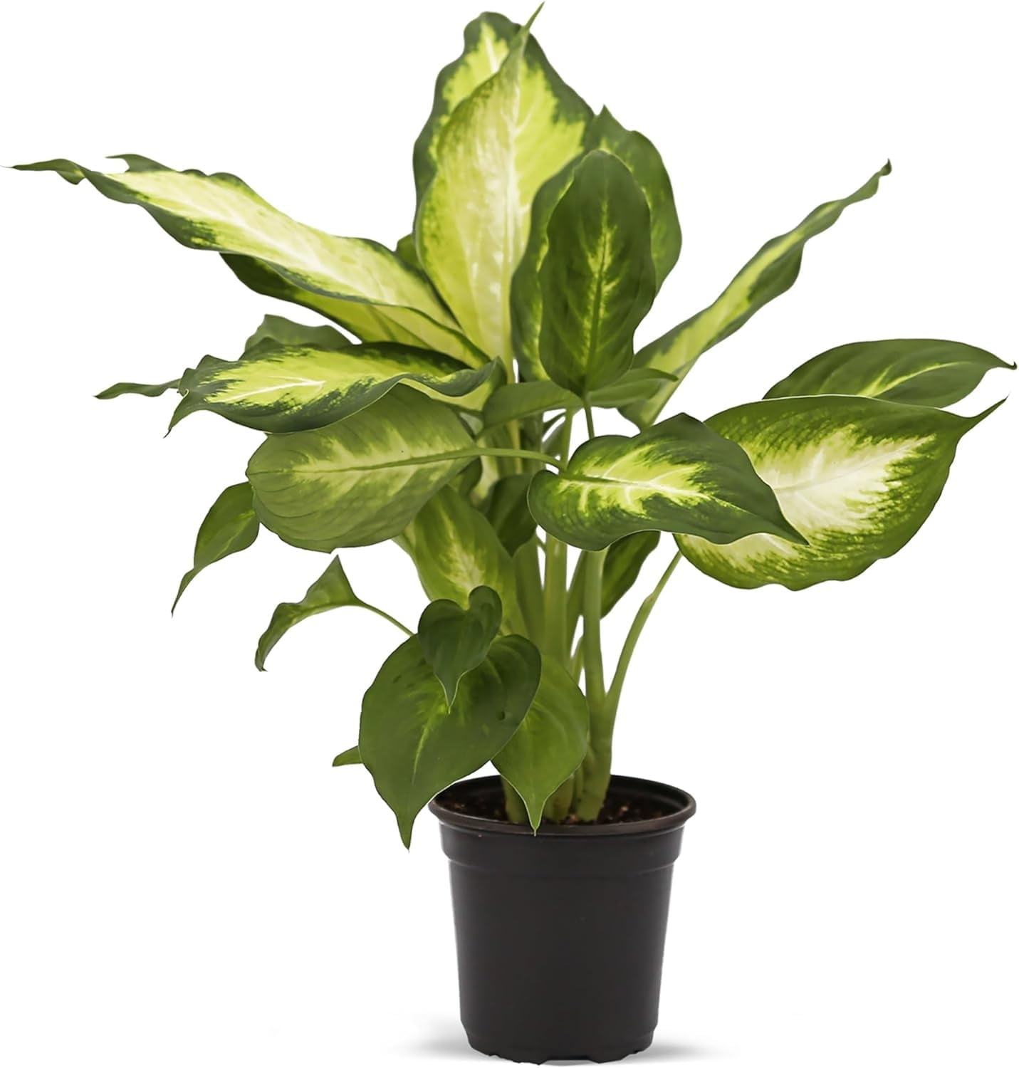 LOSSOM BOOM GARDEN CENTER Dieffenbachia Dumb Cane Palm Tree Live Plants ...