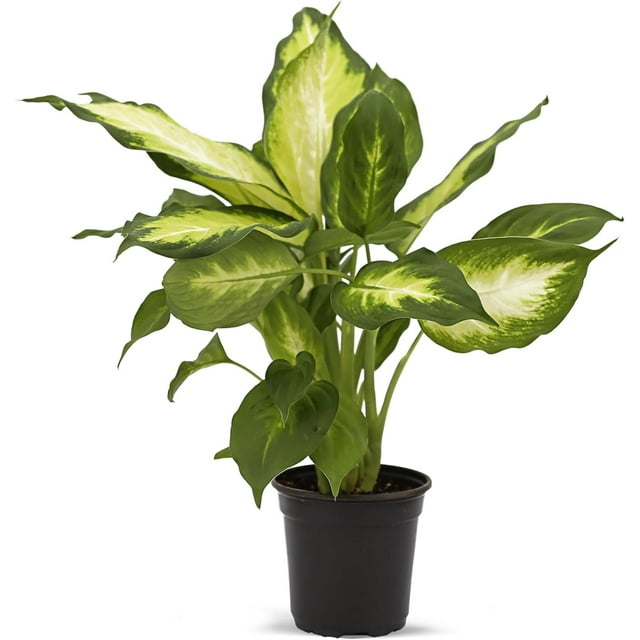 LOSSOM BOOM GARDEN CENTER Dieffenbachia Dumb Cane Palm Tree Live Plants ...