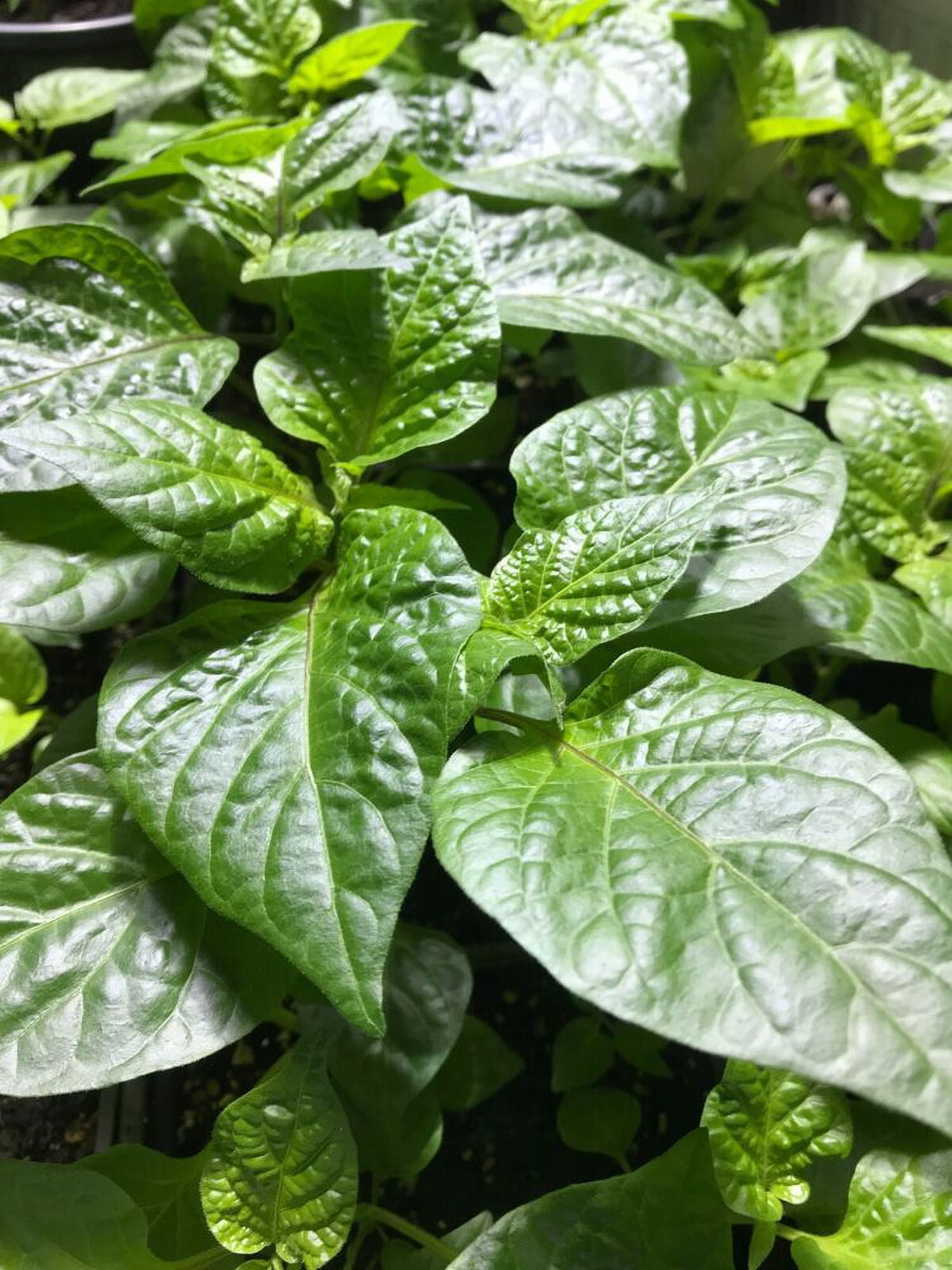 LOT OF 3 CHOCOLATE NAGA VIPER 75 Day+ Old Super Hot Pepper LIVE PLANTS ...