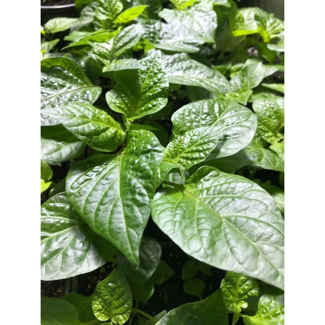 LOT OF 3 CHOCOLATE NAGA VIPER 75 Day+ Old Super Hot Pepper LIVE PLANTS ...