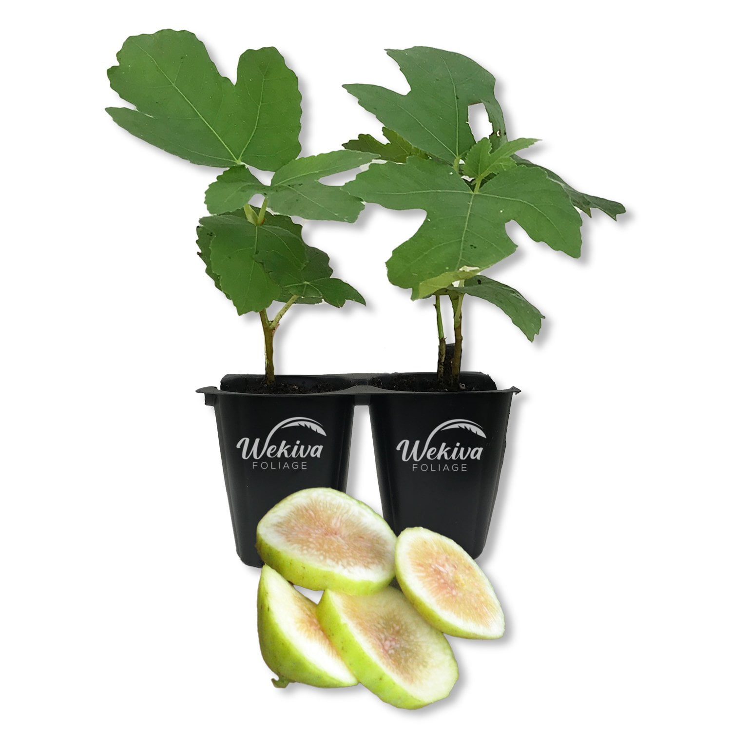 LSU Gold Fig Tree - 2 Live Tissue Culture Starter Plants - Ficus Carica ...