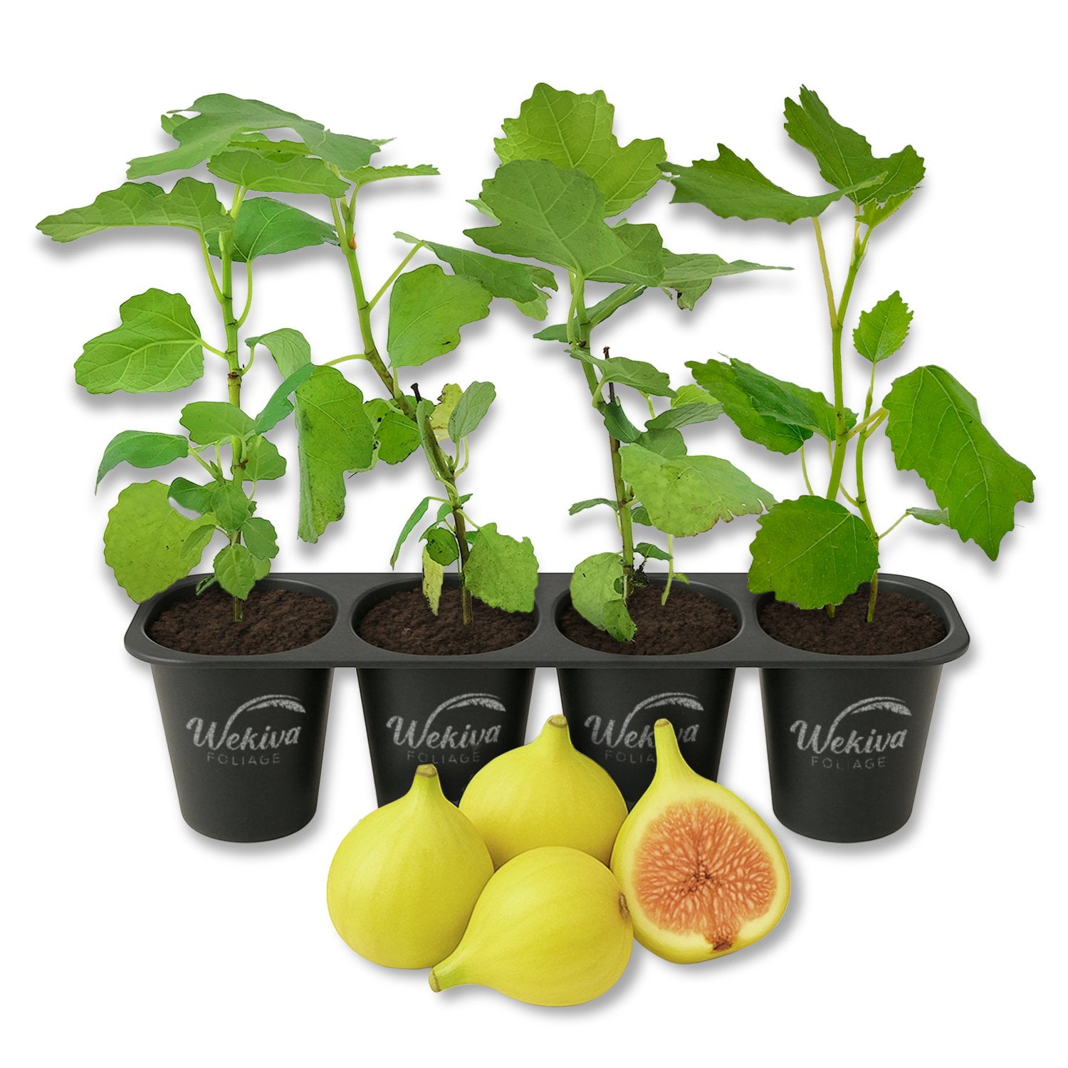 LSU Gold Fig Tree - 4 Live Starter Plants - Ficus Carica - Edible Fruit ...
