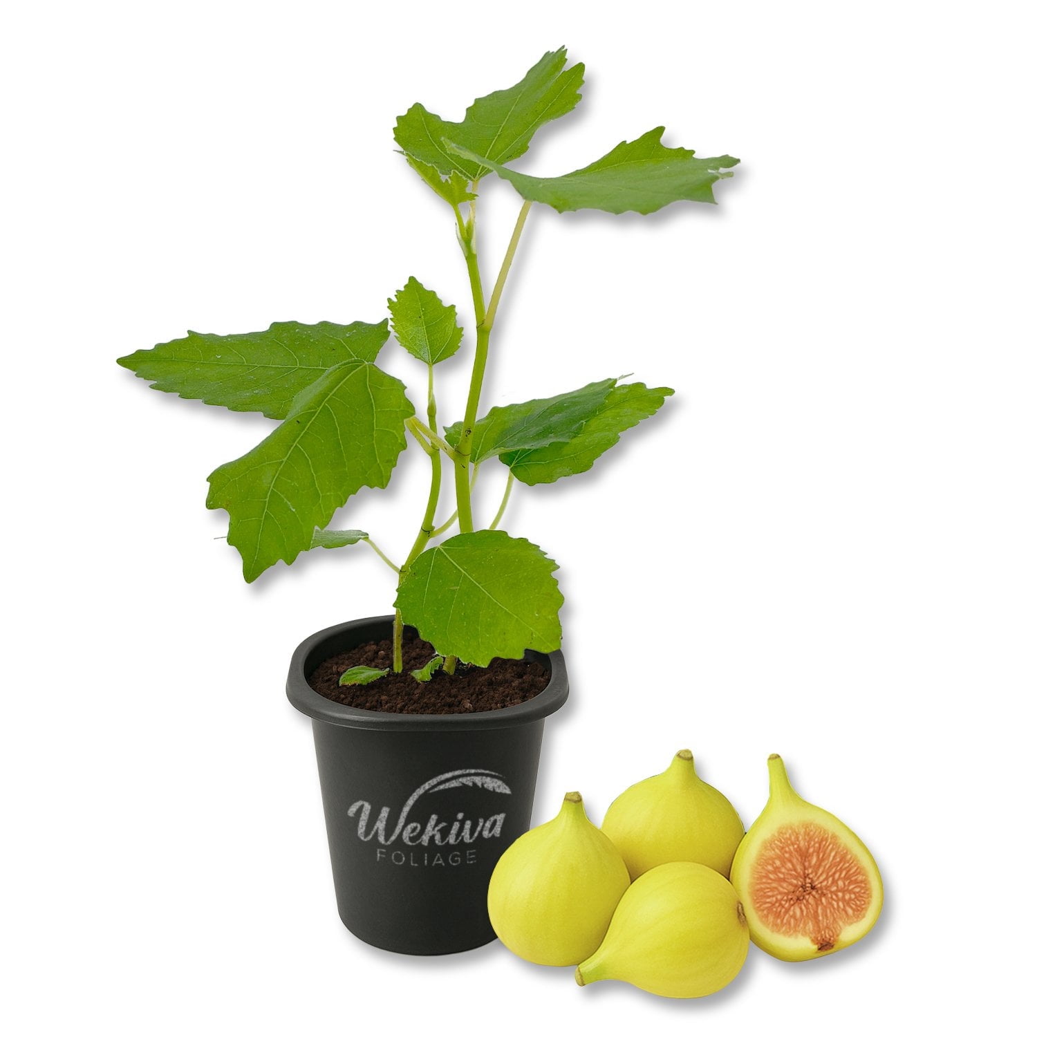 LSU Gold Fig Tree - 1 Live Starter Plant - Ficus Carica - Edible Fruit ...