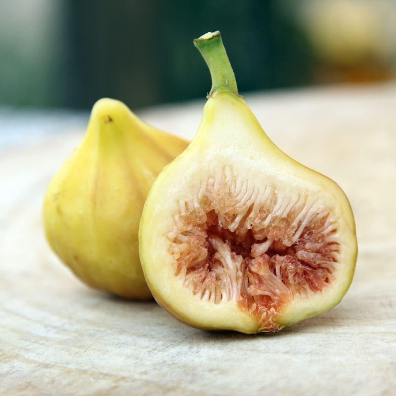 LSU Gold Fig Tree - Live Plant in a 2 Inch Pot - Ficus Carica - Edible ...