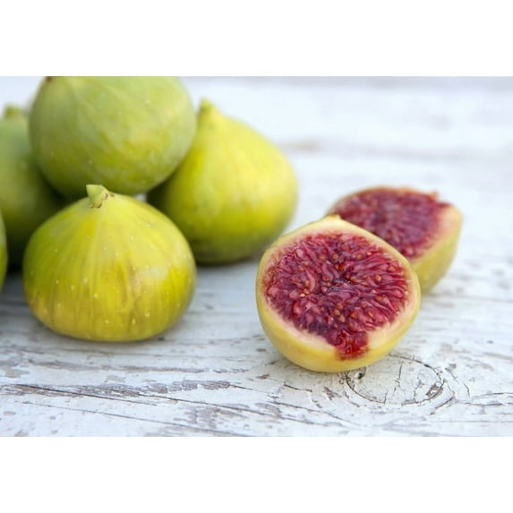 LSU Gold Fig Tree Plant 4-8" Tall for Planting - Ficus Carica 'LSU Gold ...