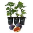 LSU Purple Fig Tree - 3 Live Tissue Culture Starter Plants - Ficus ...