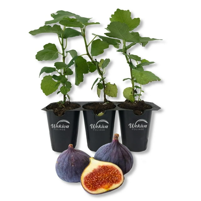 LSU Purple Fig Tree - 3 Live Tissue Culture Starter Plants - Ficus ...