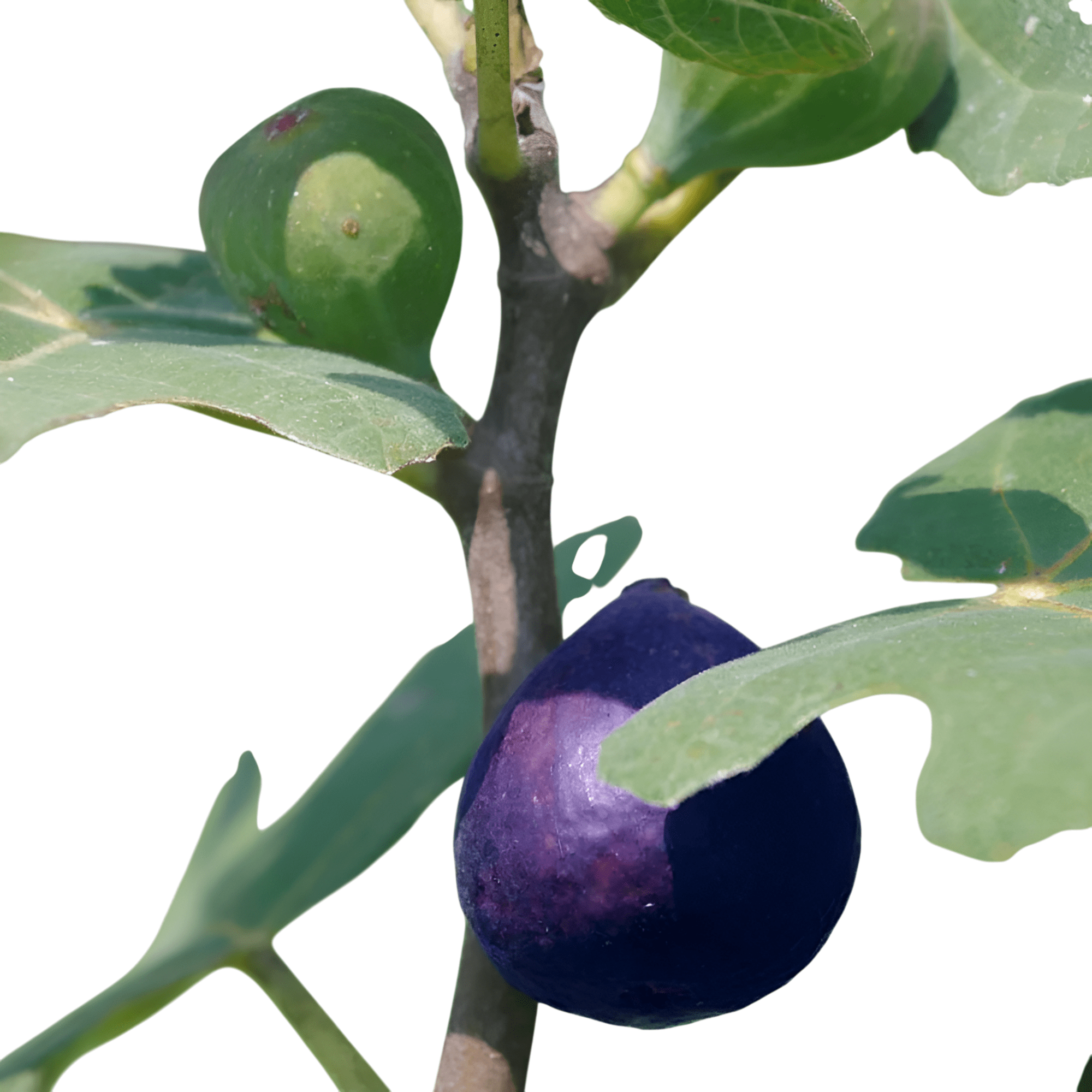 LSU Purple Fig Tree Live Fruit Tree – 3 Gallon Bareroot Plant, Sweet ...