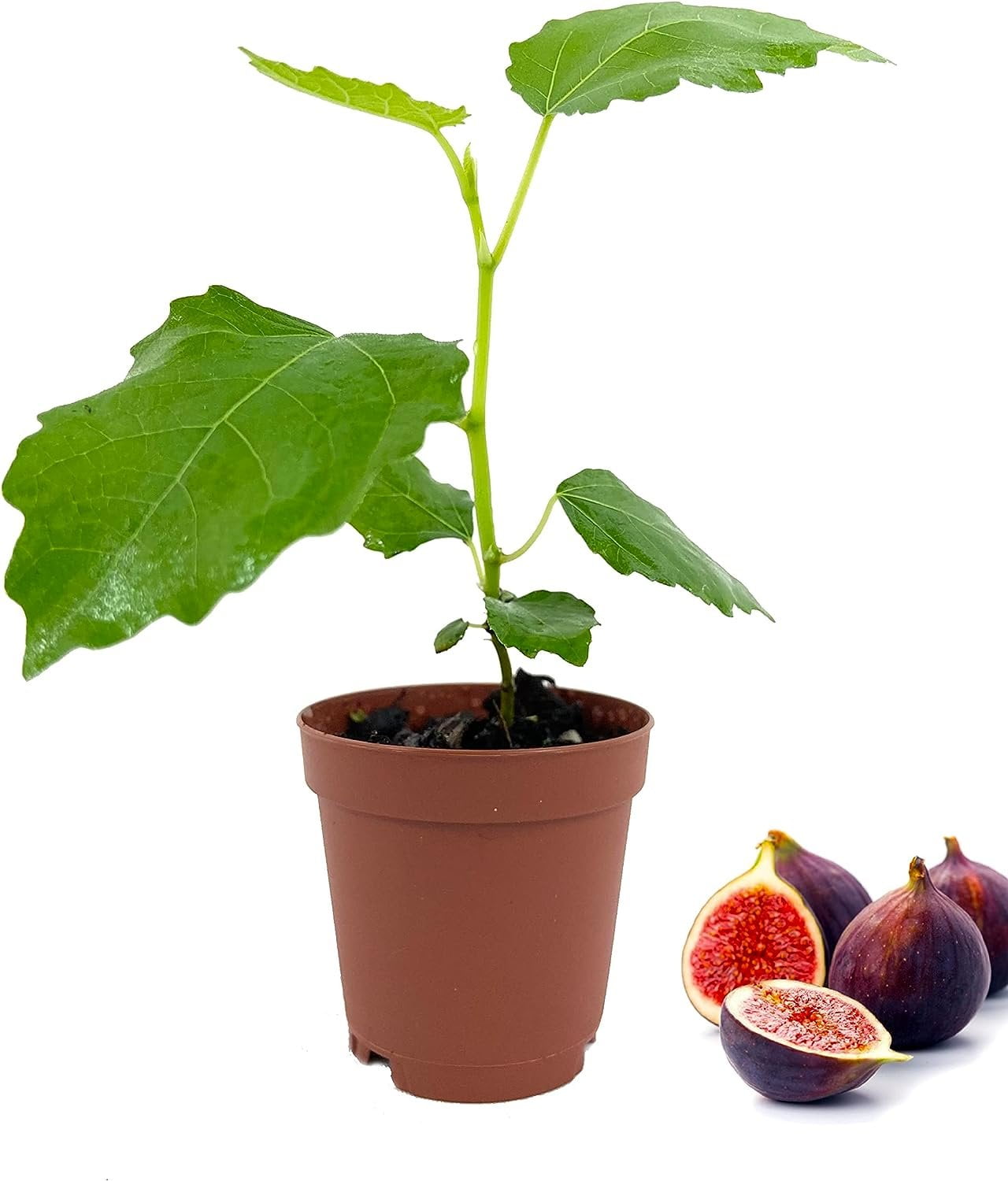 LSU Purple Fig Tree - Live Plant in a 2 Inch Pot - Ficus Carica ...