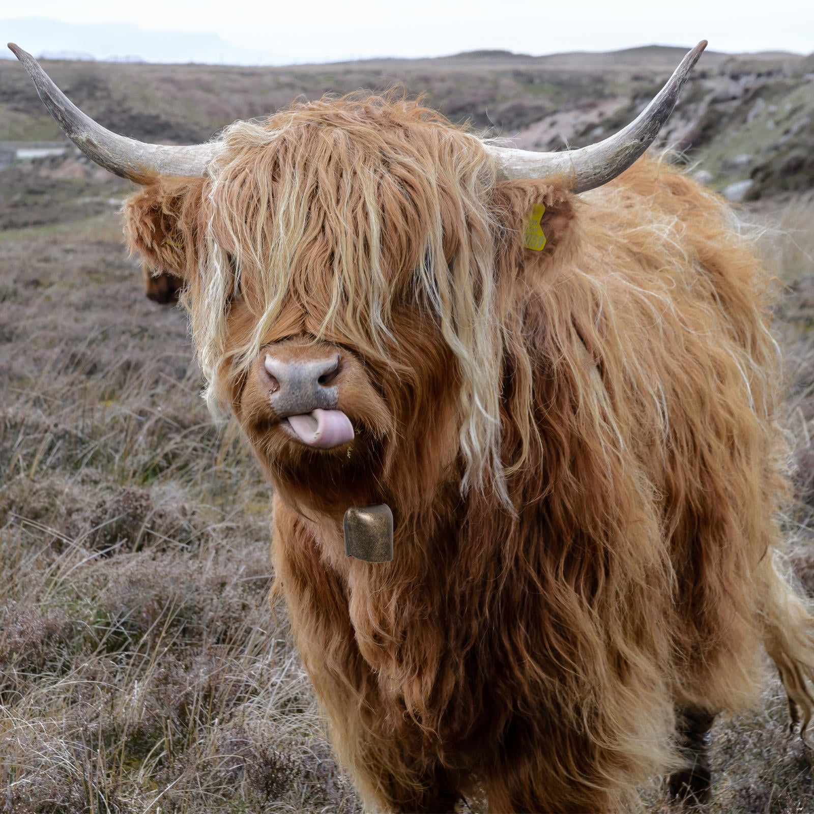 LULULION 2 Pcs Farm Bronze Bell for Sheep Horse Cow Alarm Bell Iron ...