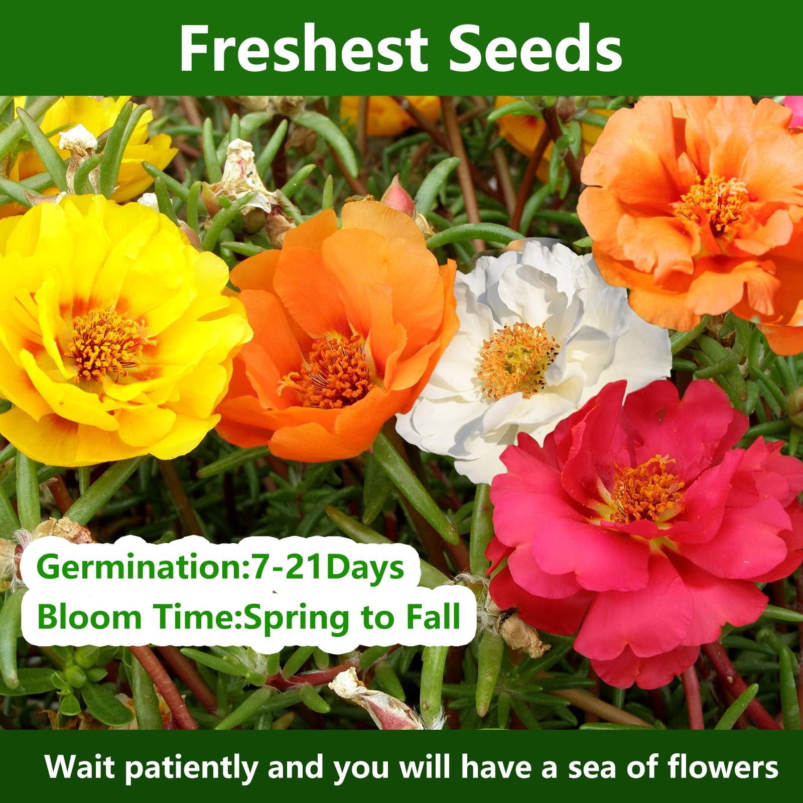 LUOJIBIE Moss Rose AJH3 Seeds, Portulaca Grandiflora Mix, 10,000 ...