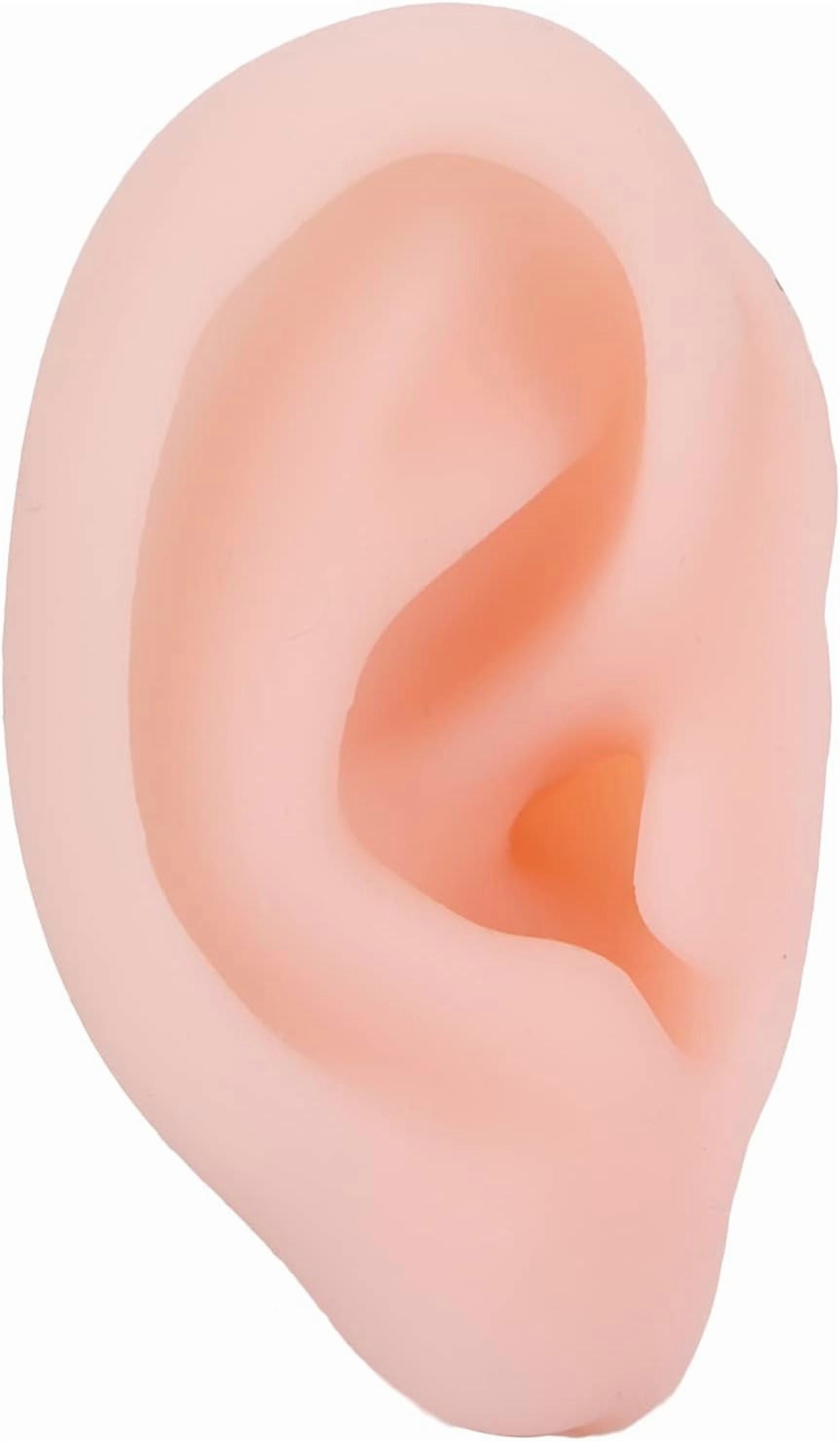 LUU-Silicone Ear Model, Simulation Multifunctional Left Human Ear Model ...