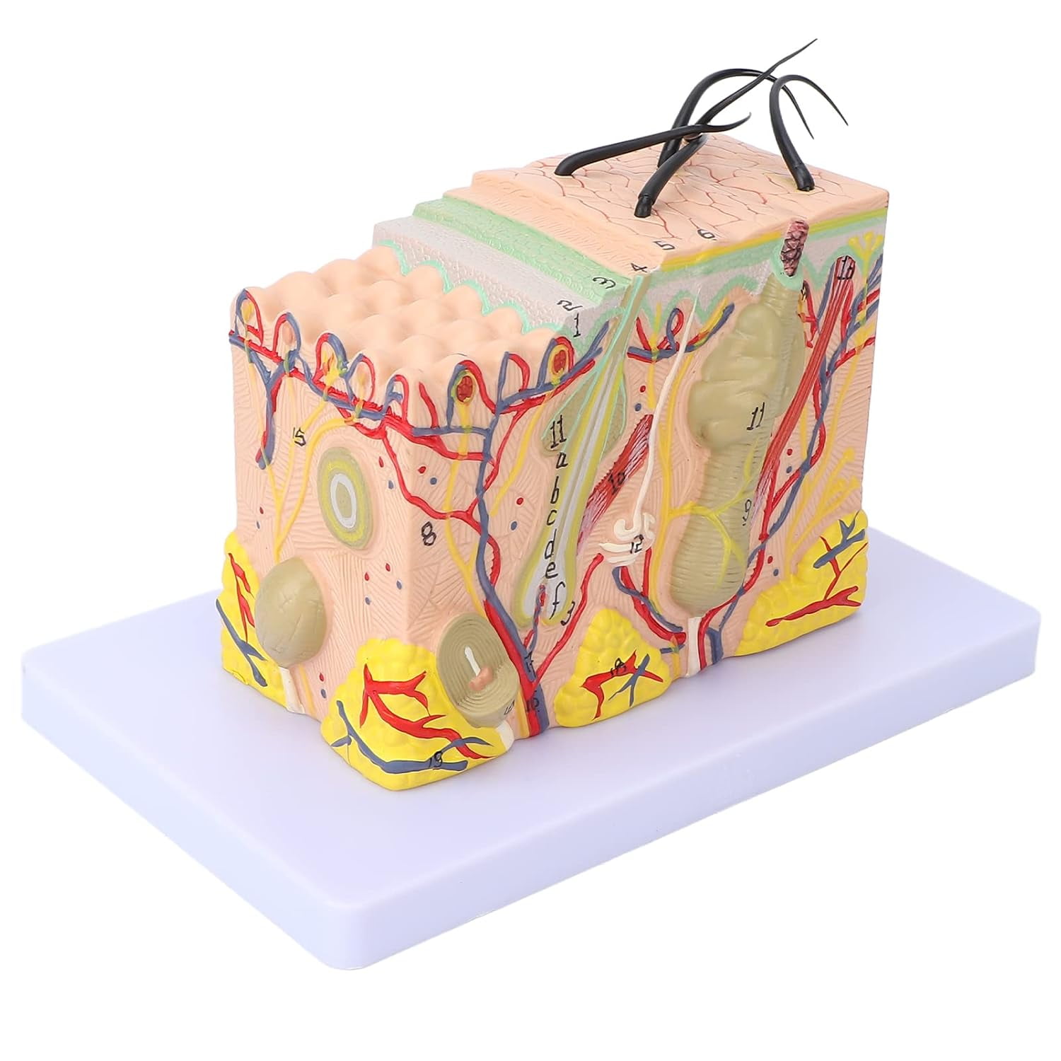 LUU-Skin Model, 35X Enlarged Anatomical Skin Model Skin Layer Structure ...