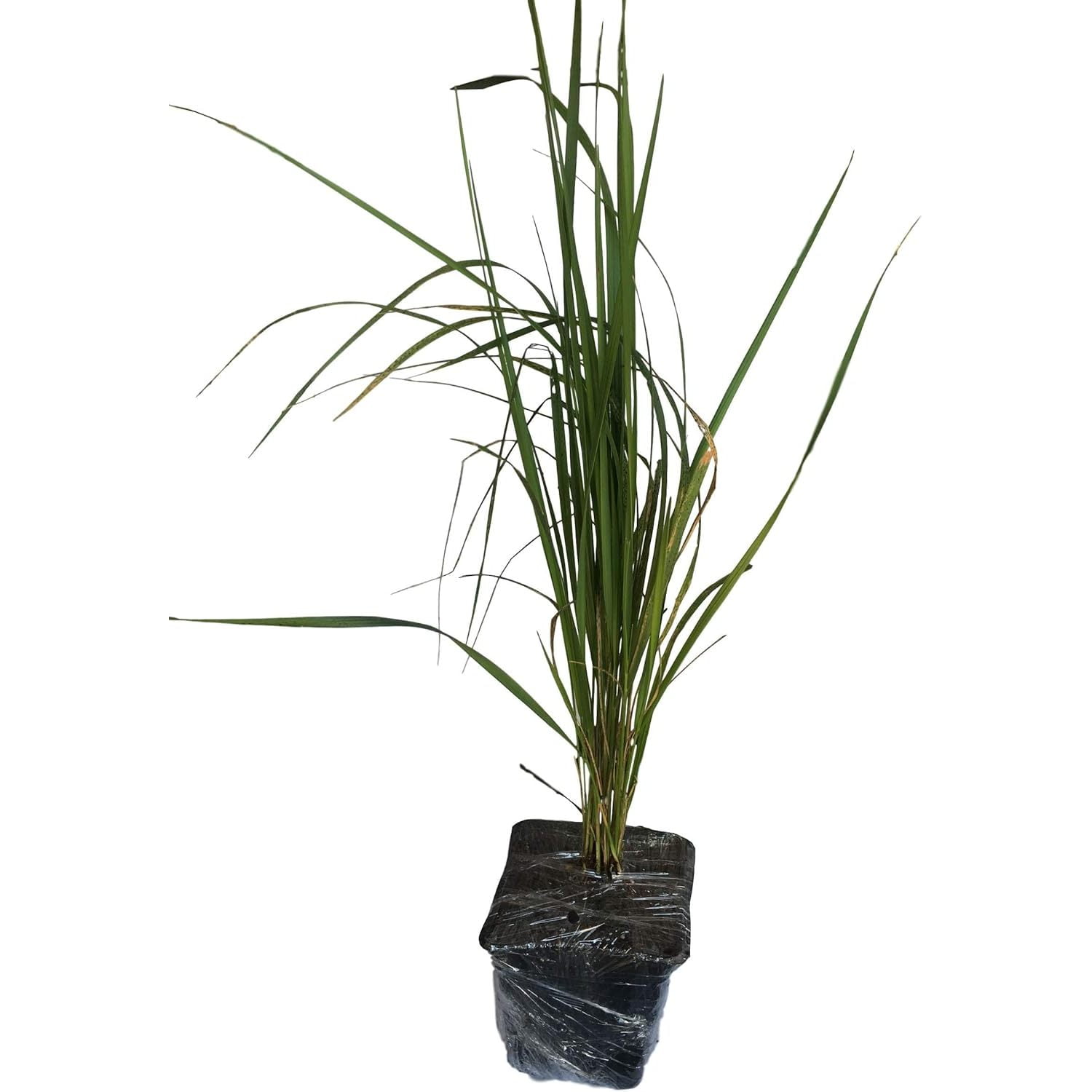 LYSP 3 Karl Foerster Feather Grass in 4 Inch Containers (3 Pots of ...