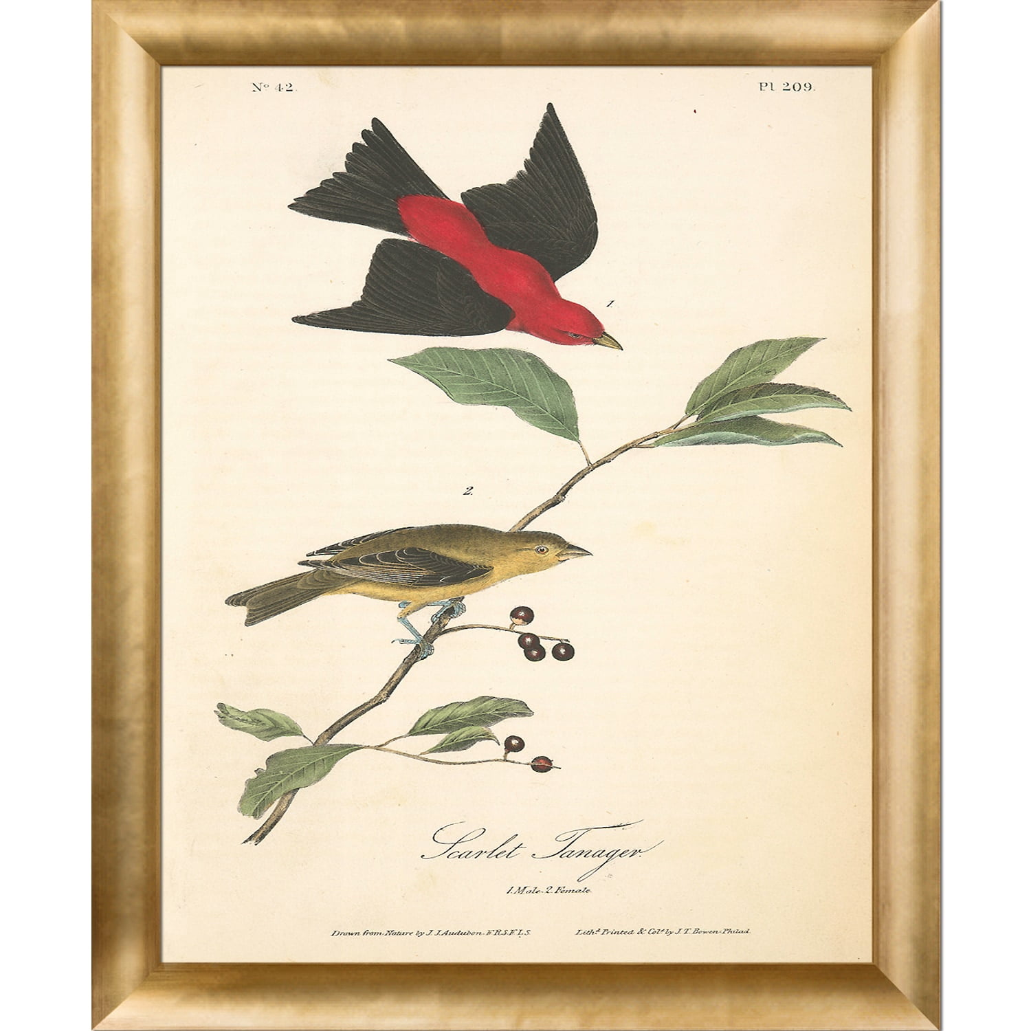 La Pastiche Vintage Collection 'Scarlet Tanager' Framed High Quality ...