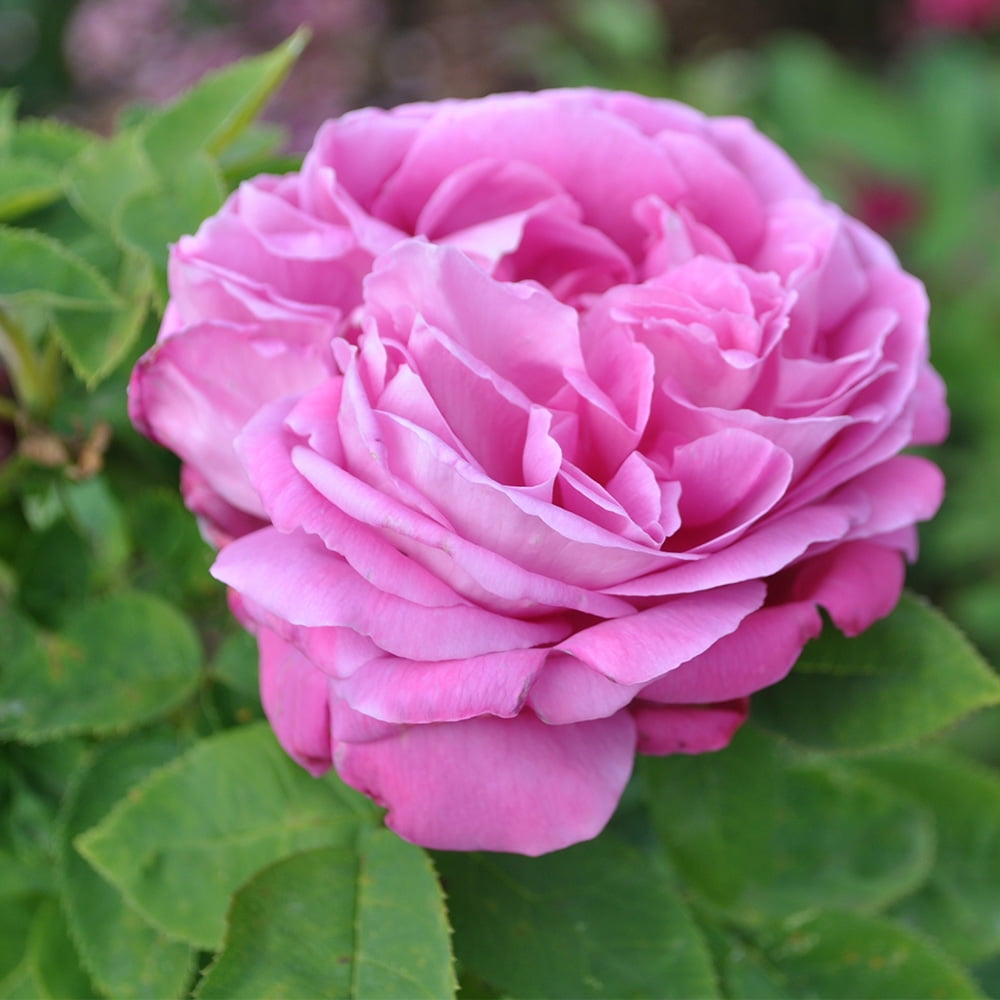 La Reine Hybrid Perpetuals Rose by Heirloom Roses - Fragrant Roses Live ...