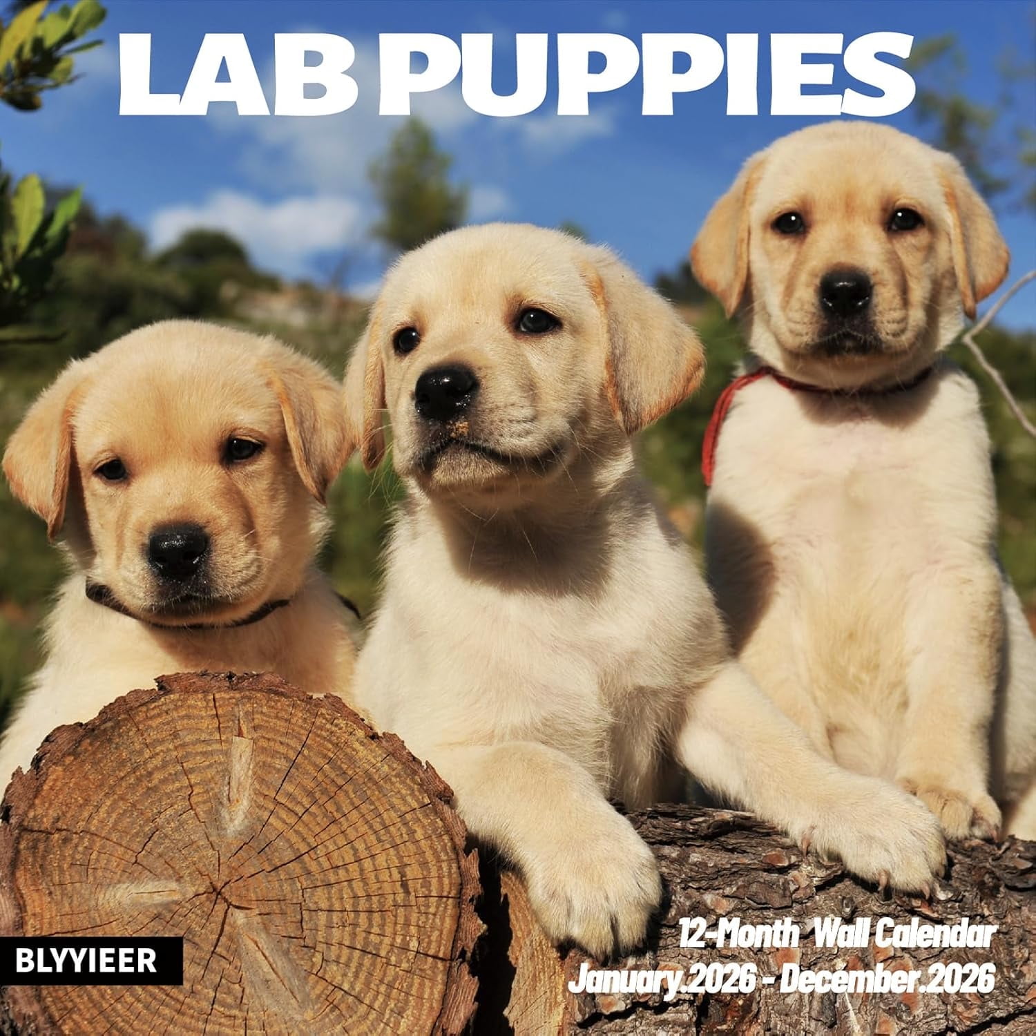 Lab Puppies 2026 Wall Calendar | 12" x 24" Open Hangable Monthly ...