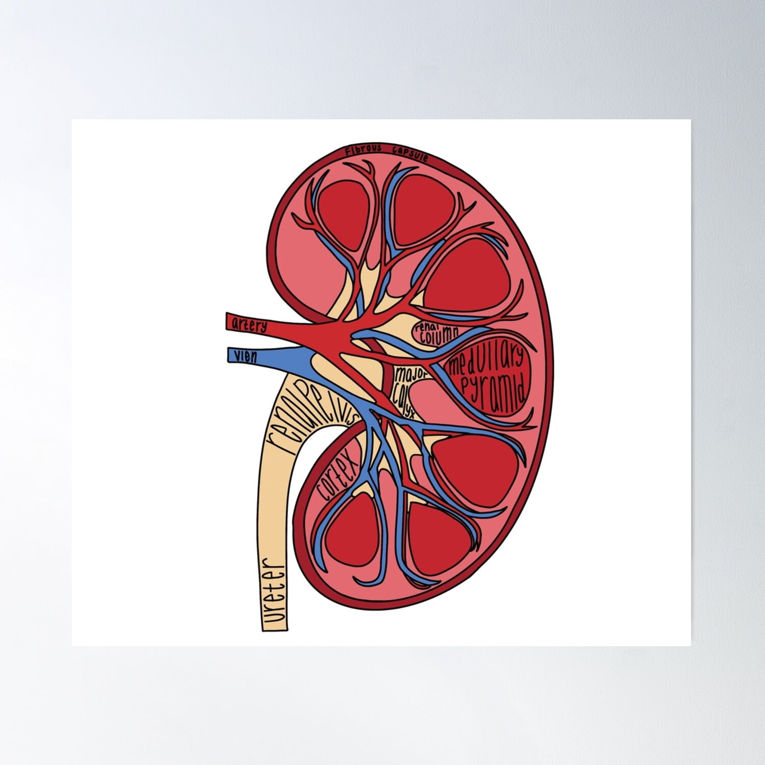 Labeled Kidney Anatomy Poster Wall Art, Modern Wall Decor, 12x18 ...