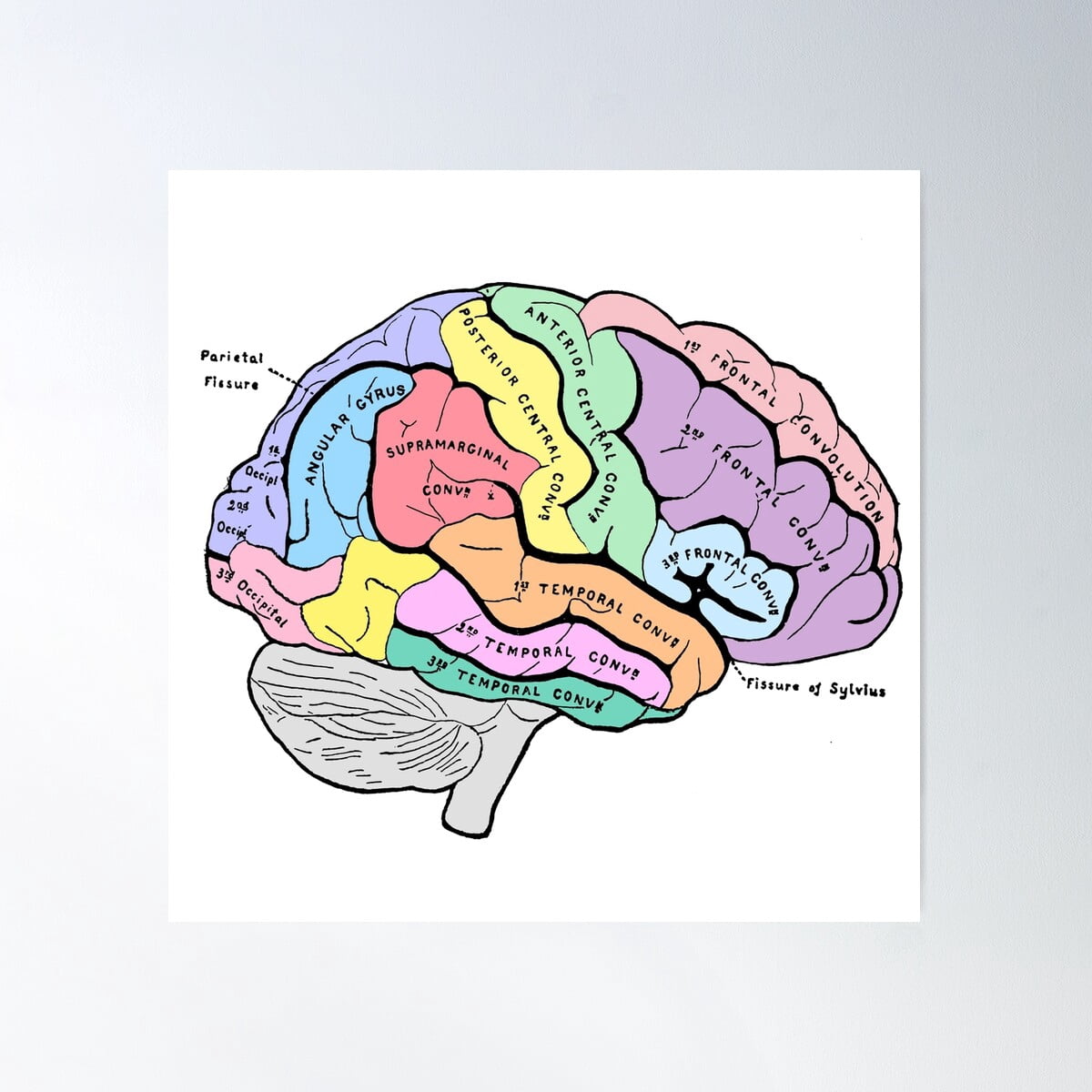 Labelled Pastel Brain Anatomy Sketch Poster Wall Art, Modern Wall Decor ...
