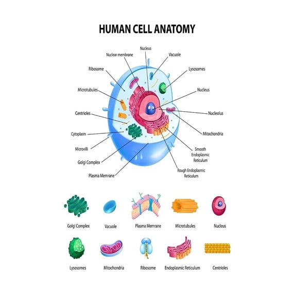Laboratory Office Decor Educational Cell Diagram Detailed Human Cell ...